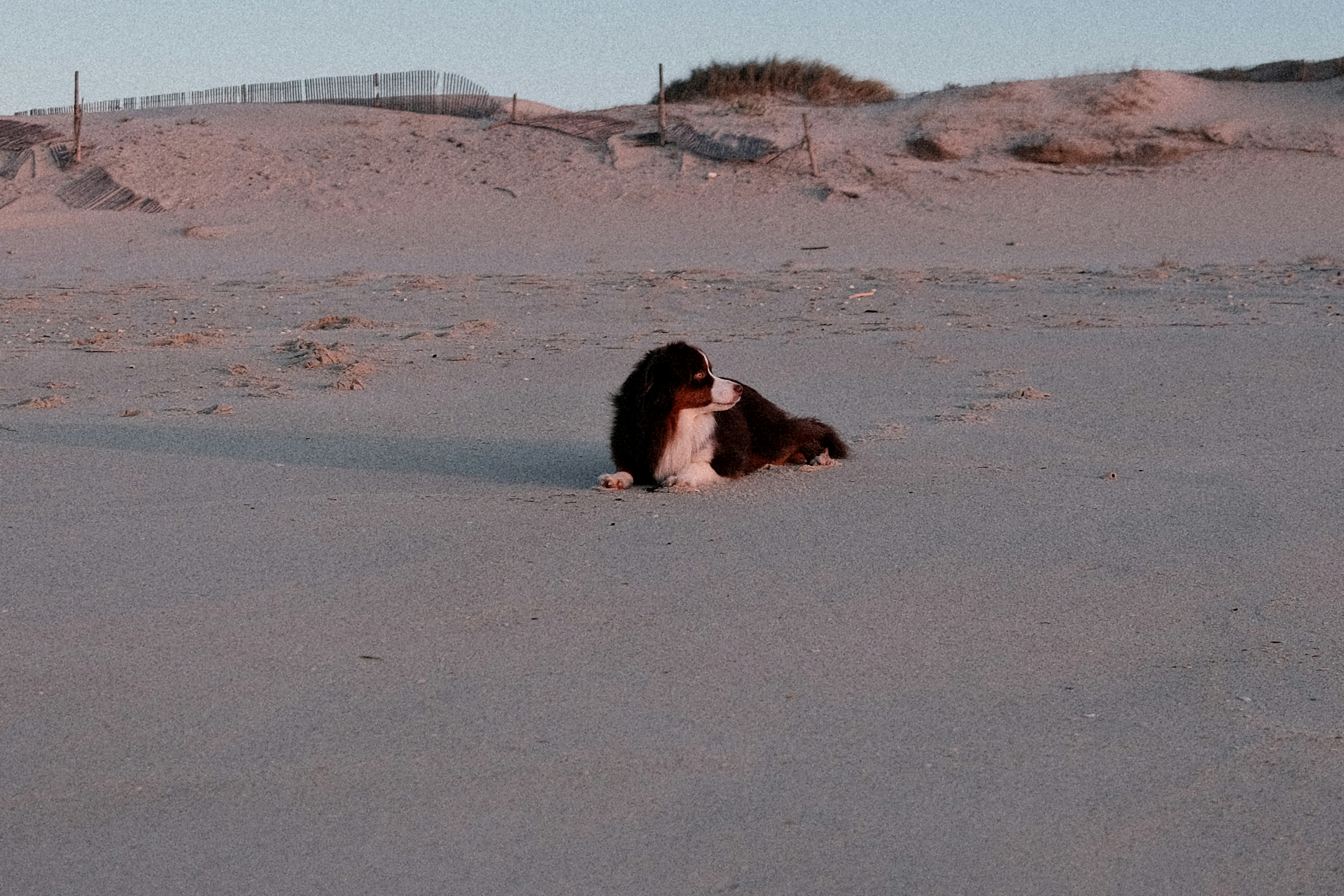 Dog resting on a sandy beach during sunset with warm golden tones and soft sand textures.