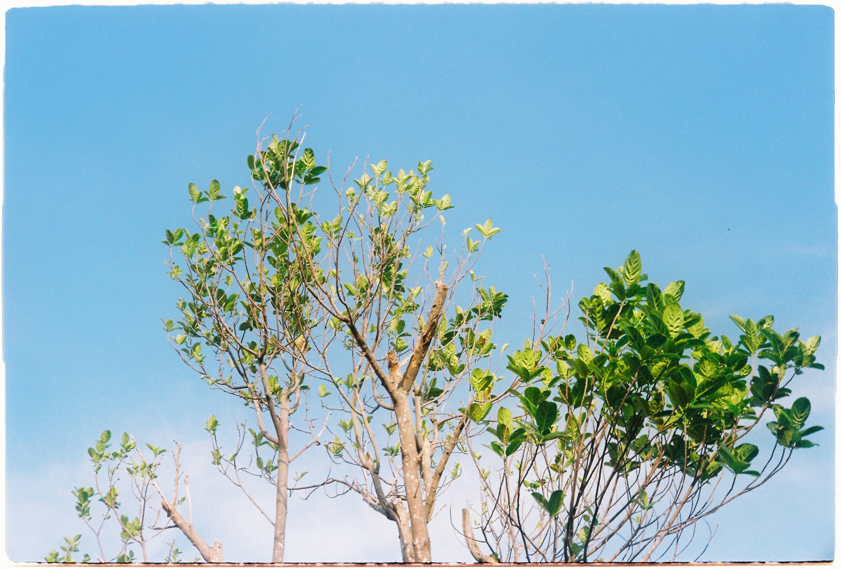 A couple of trees that are next to each other