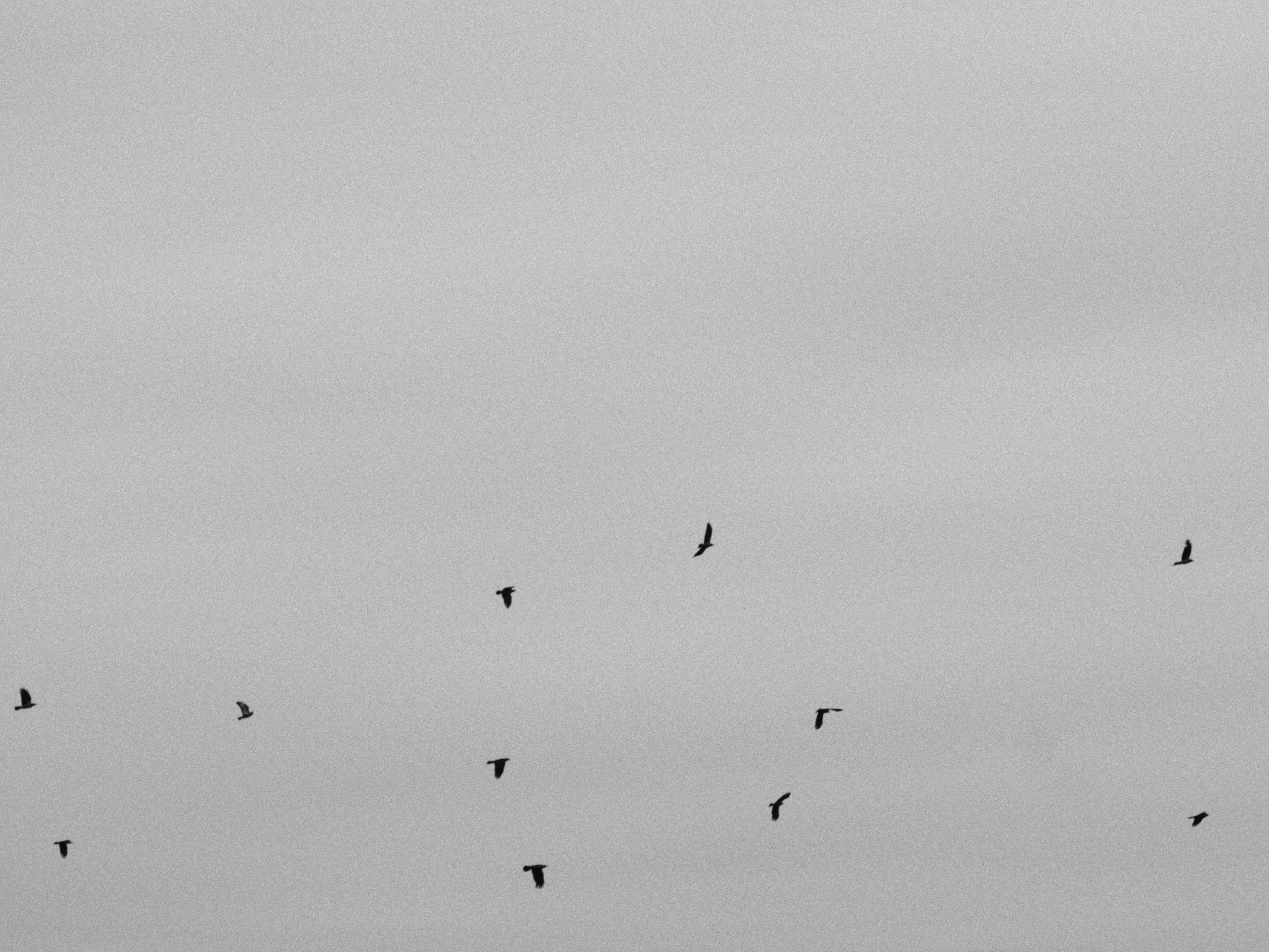 A flock of birds silhouetted against a cloudy sky.