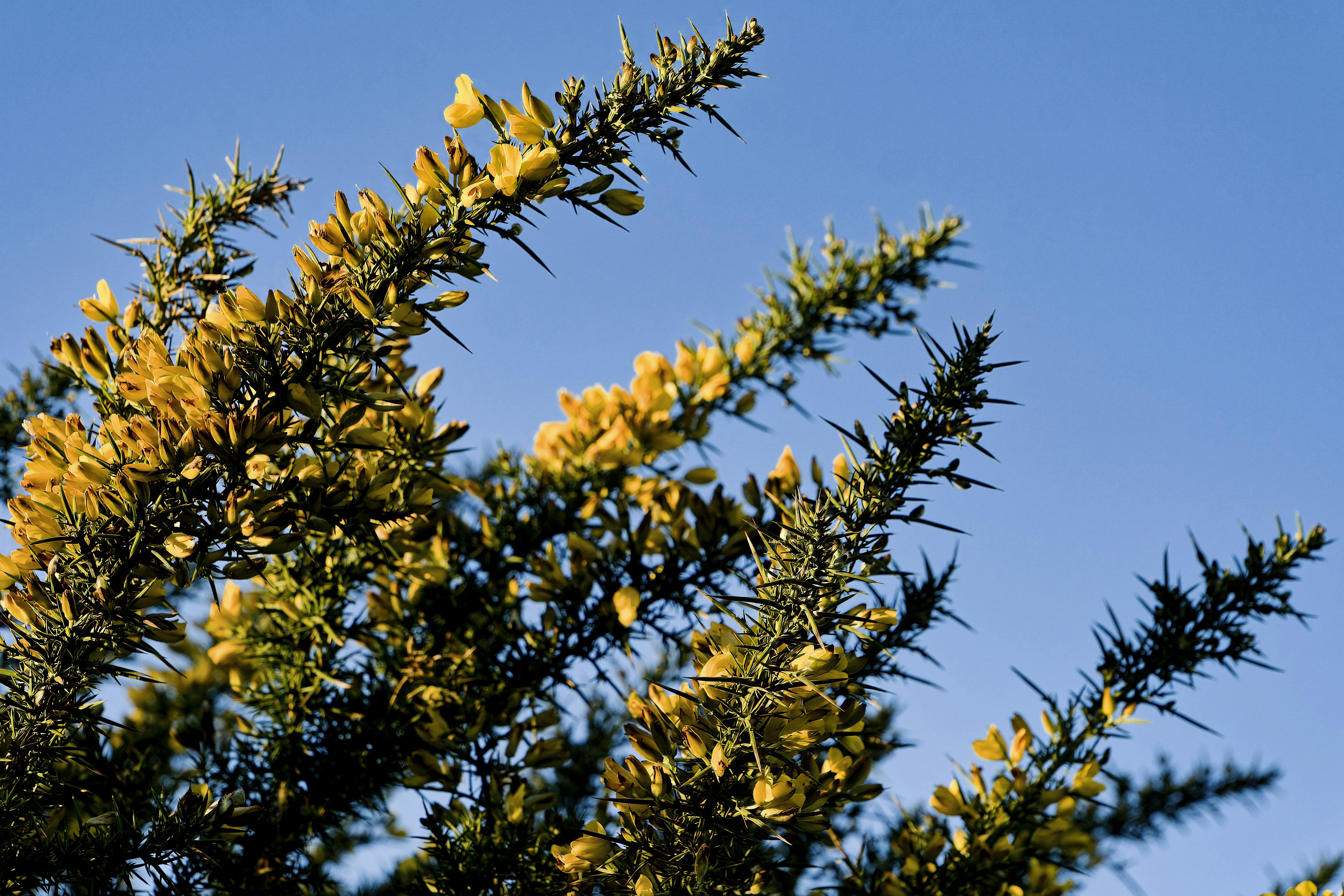 Golden yellow flowers bloom on thorny branches against a deep blue sky.