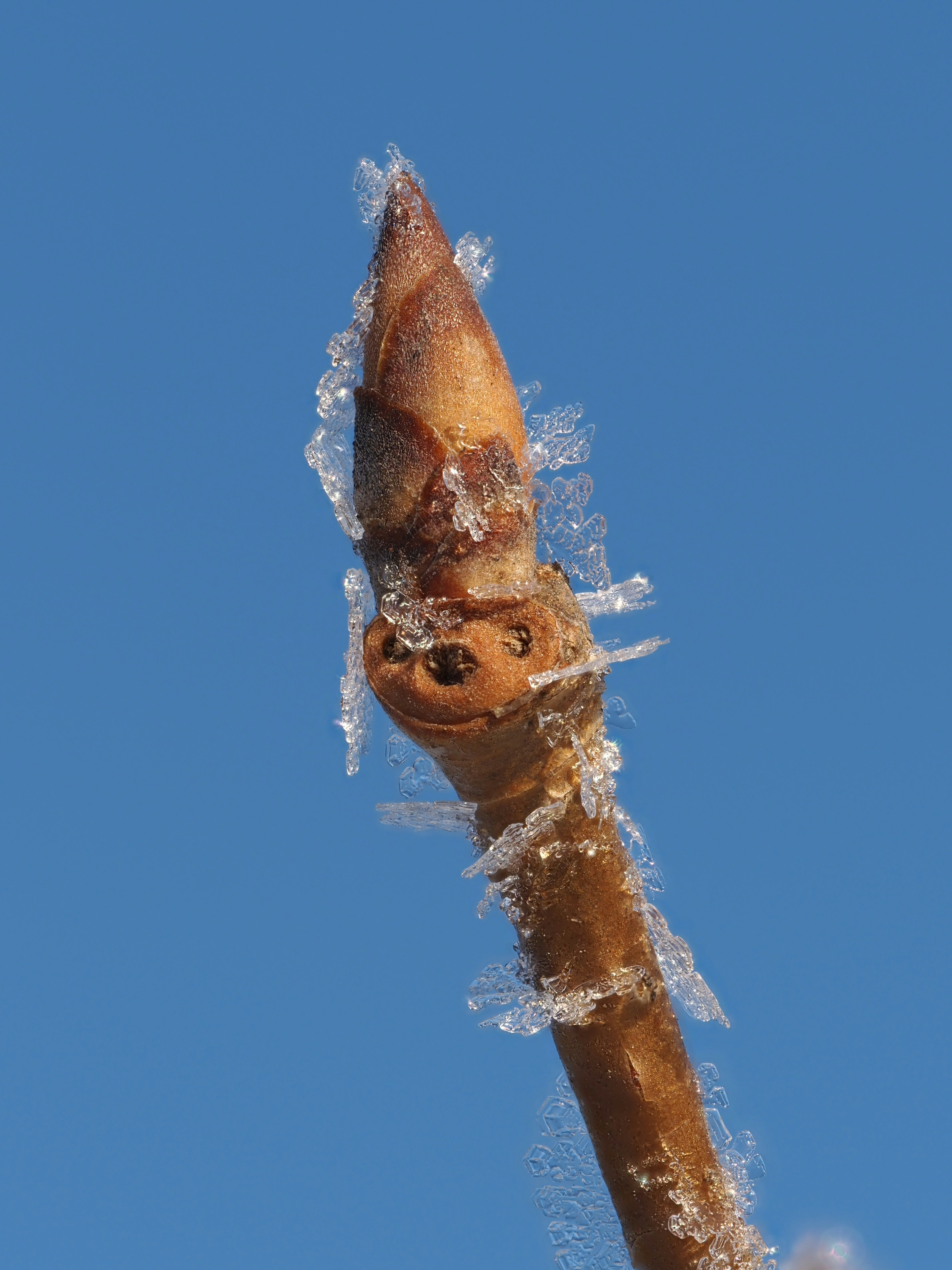 Nature's Icy Crown: The Resilience of a Bud