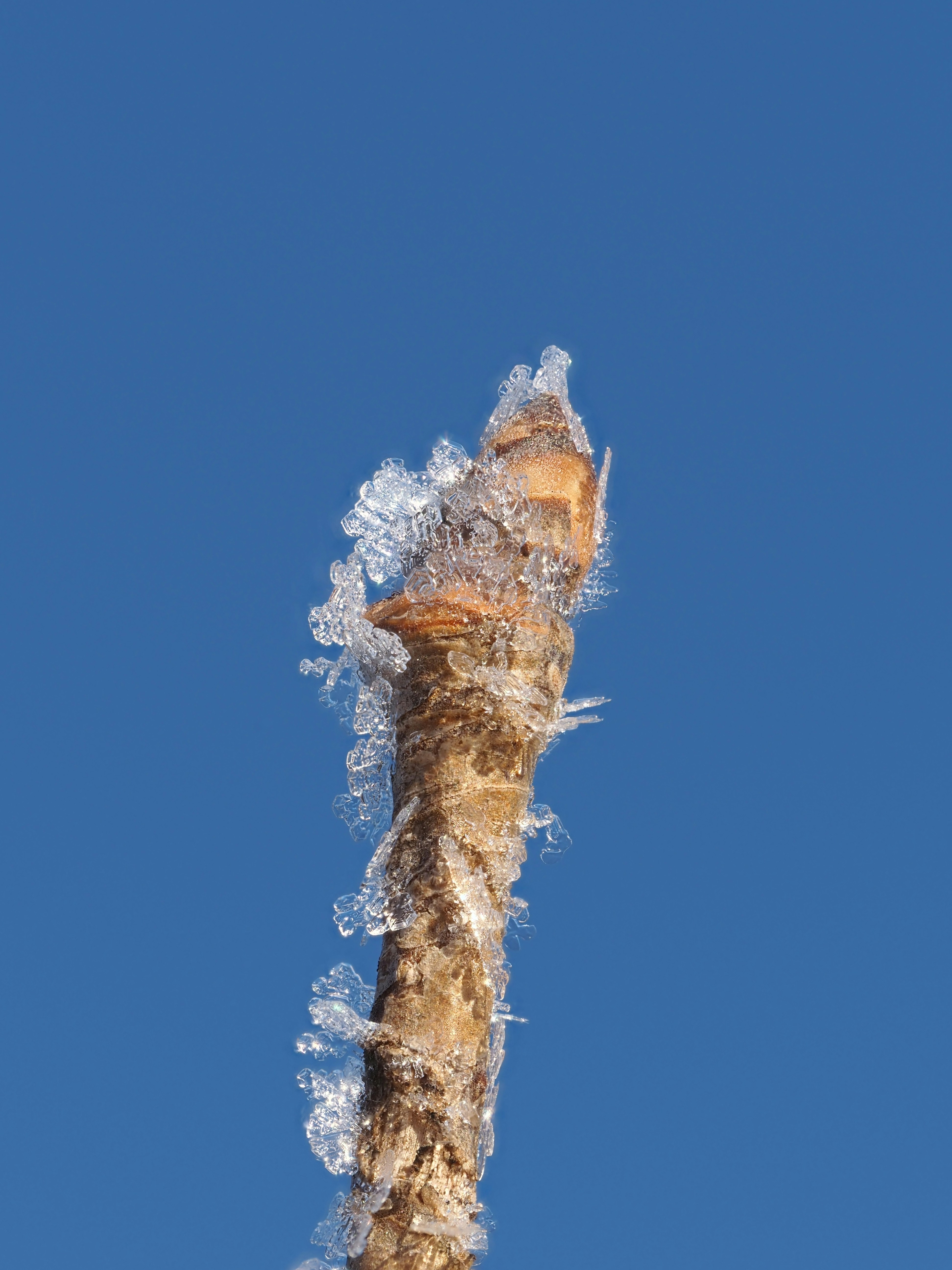 tree branch with frost against the sky
