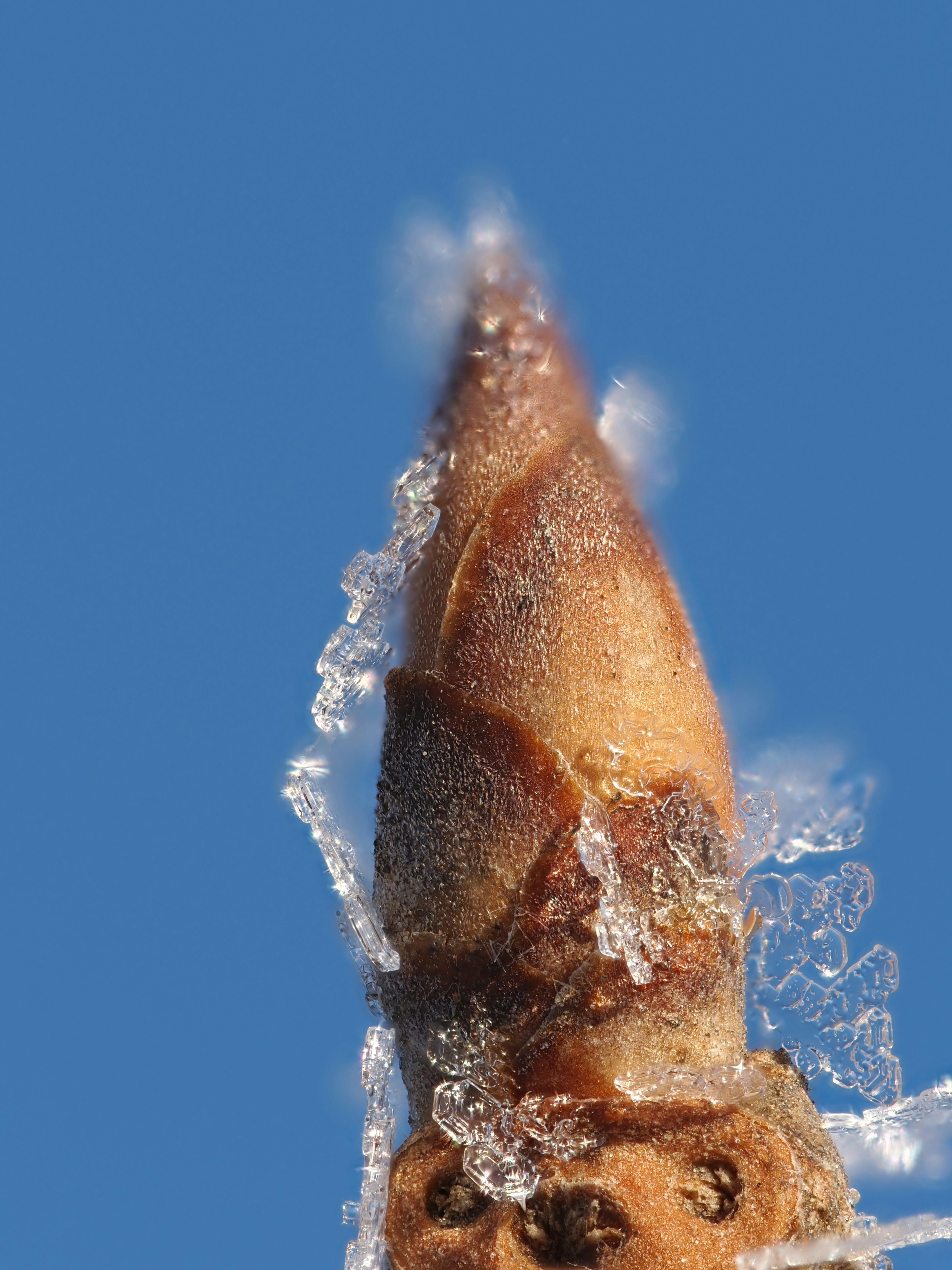 Ice-etched Bud Rising Against a Clear Sky