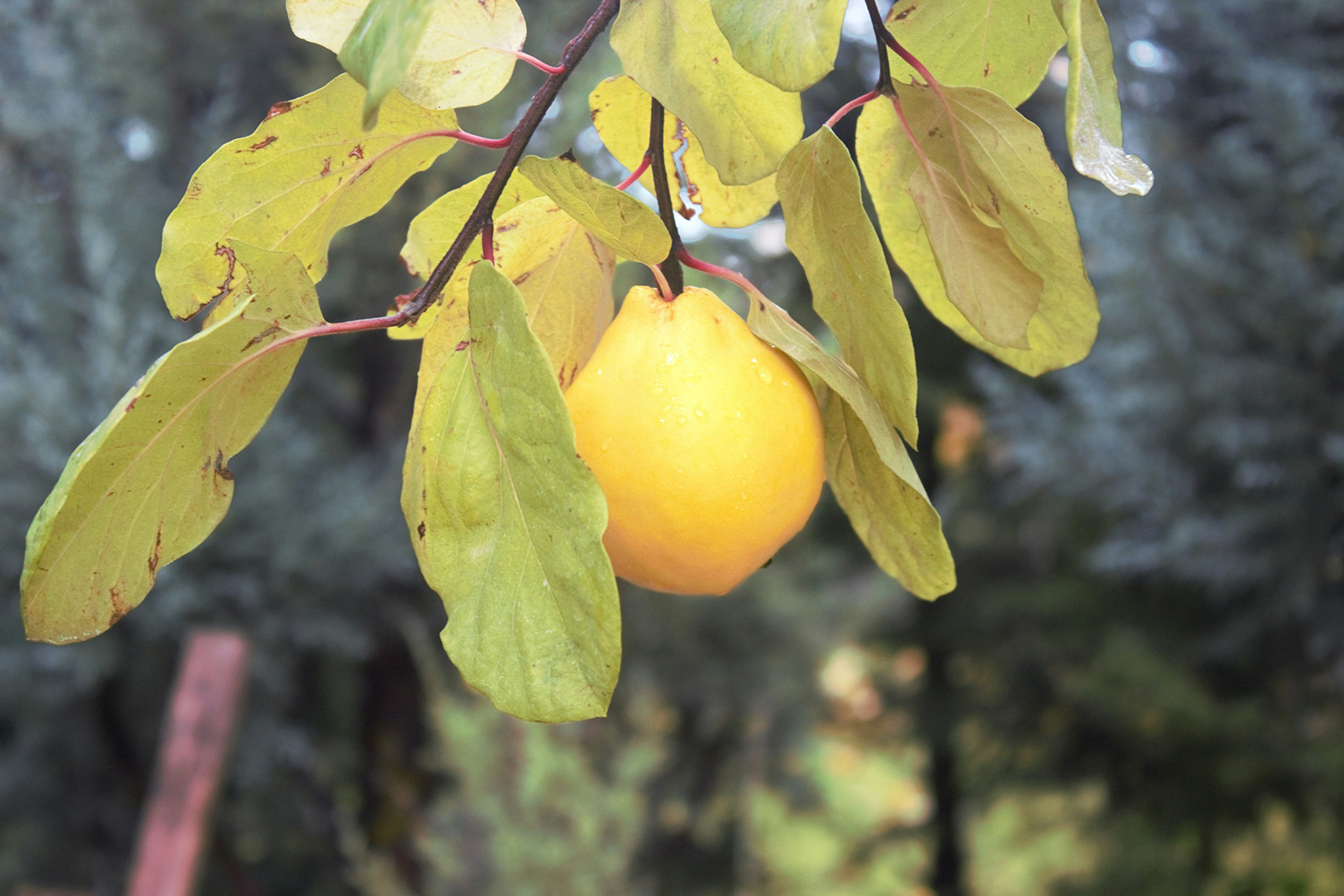 Golden Quince Amidst Verdant Leaves