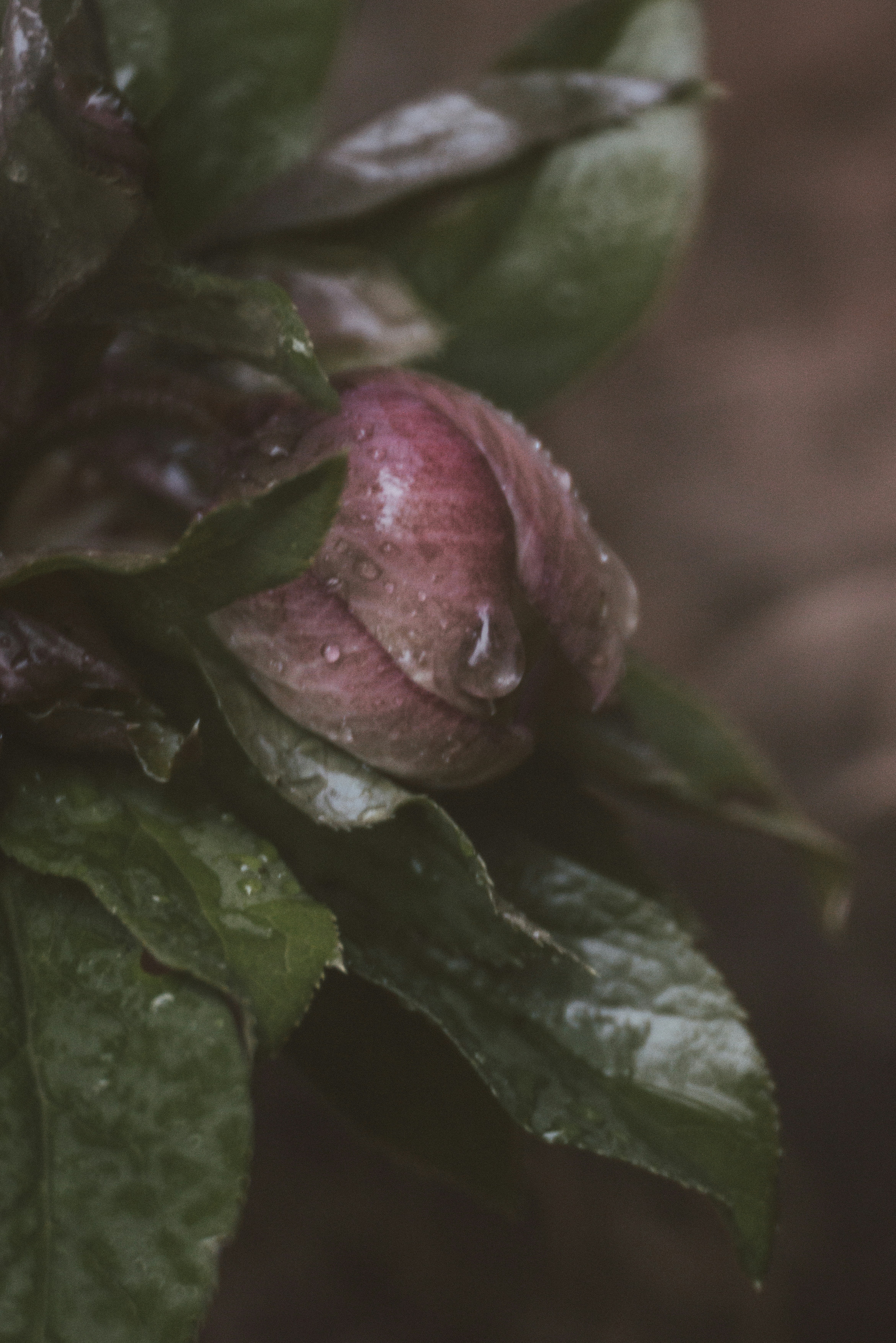 A Bud in Twilight: Closed Pink Bloom amid Dark Leaves