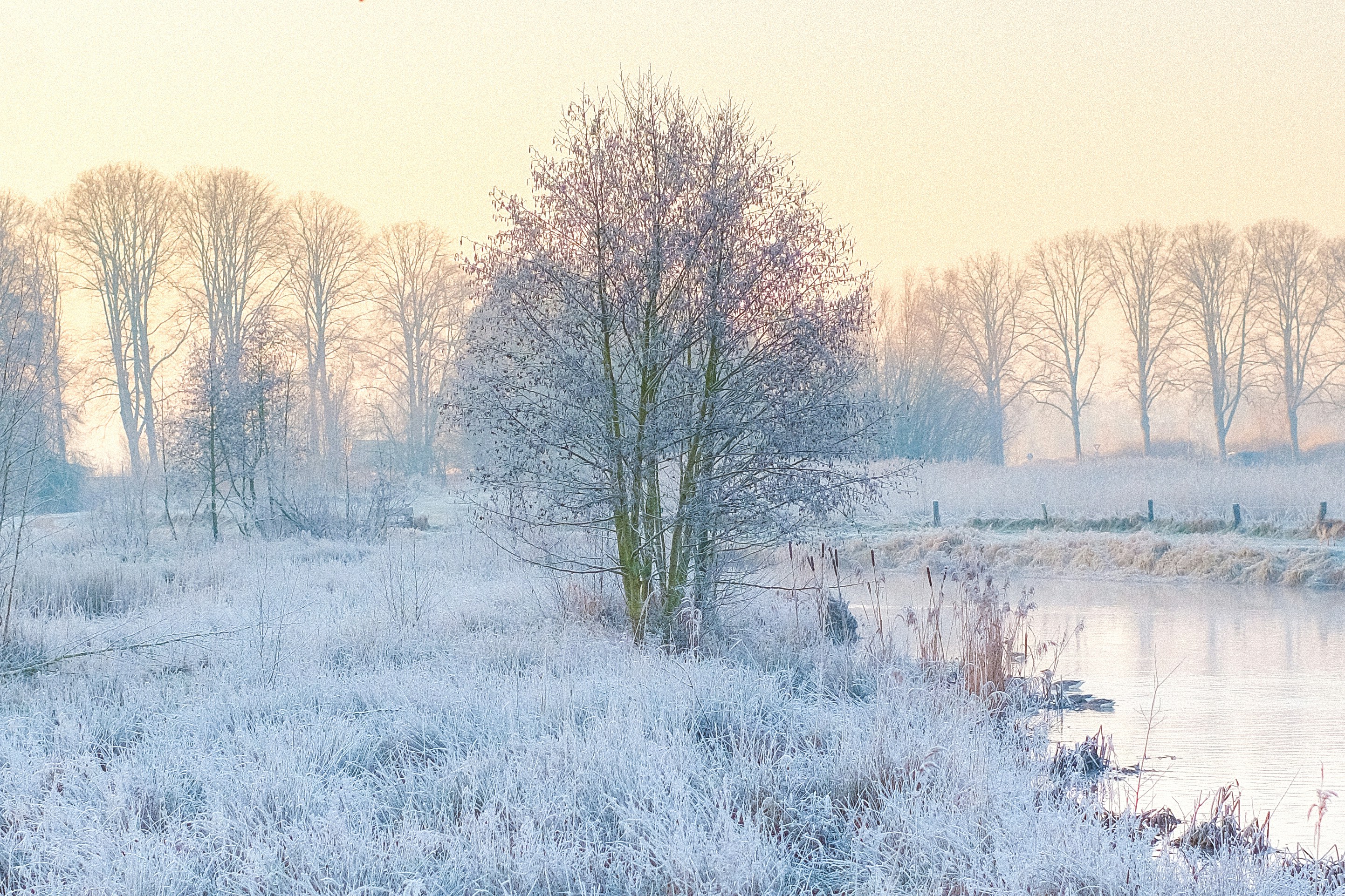 A snowy landscape with trees and a body of water photo – Free Snow ...