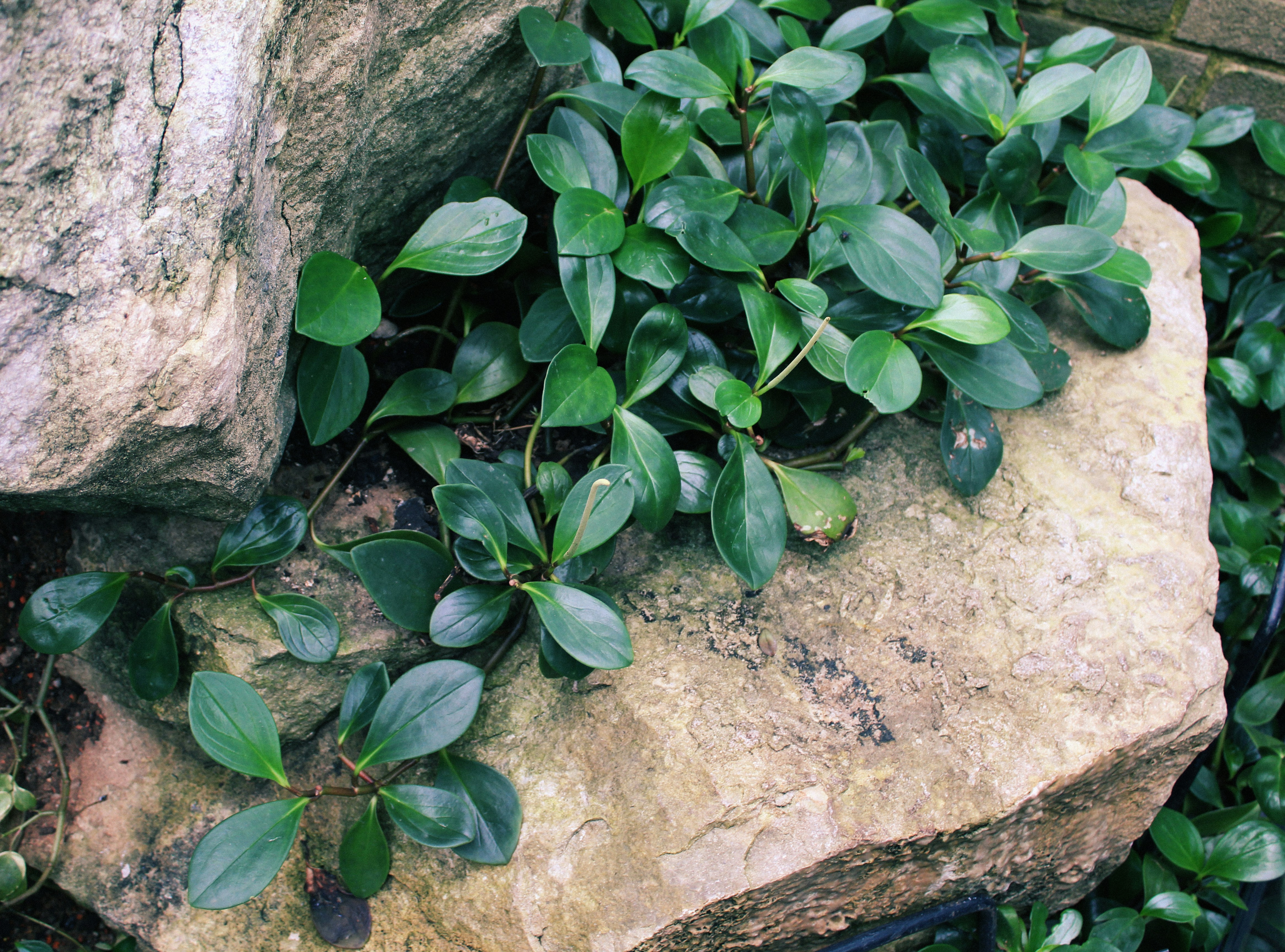 A rock with a plant growing out of it