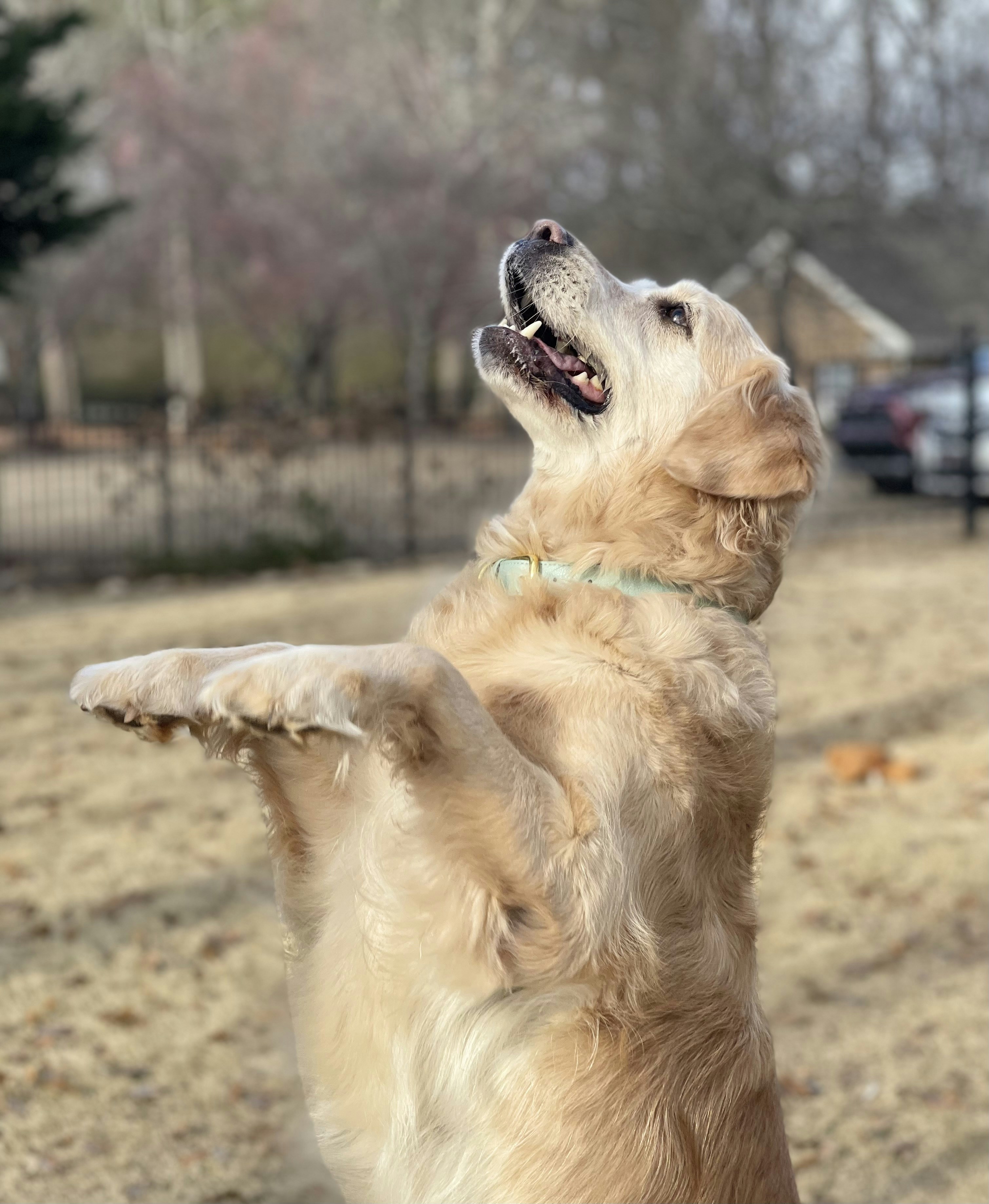 Joyful Canine in Mid-Play