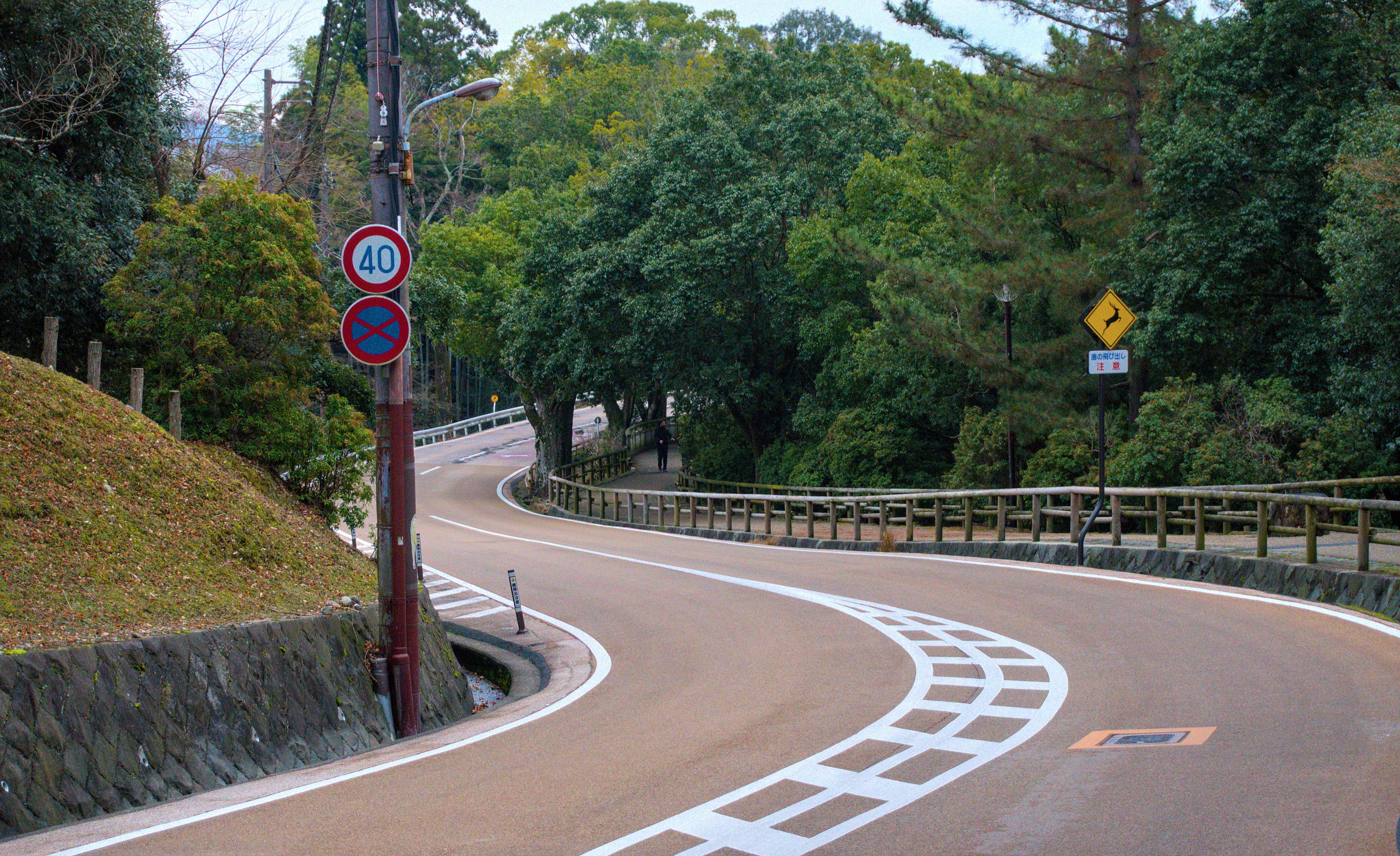 Winding road flanked by lush green trees and wooden railings under soft lighting.