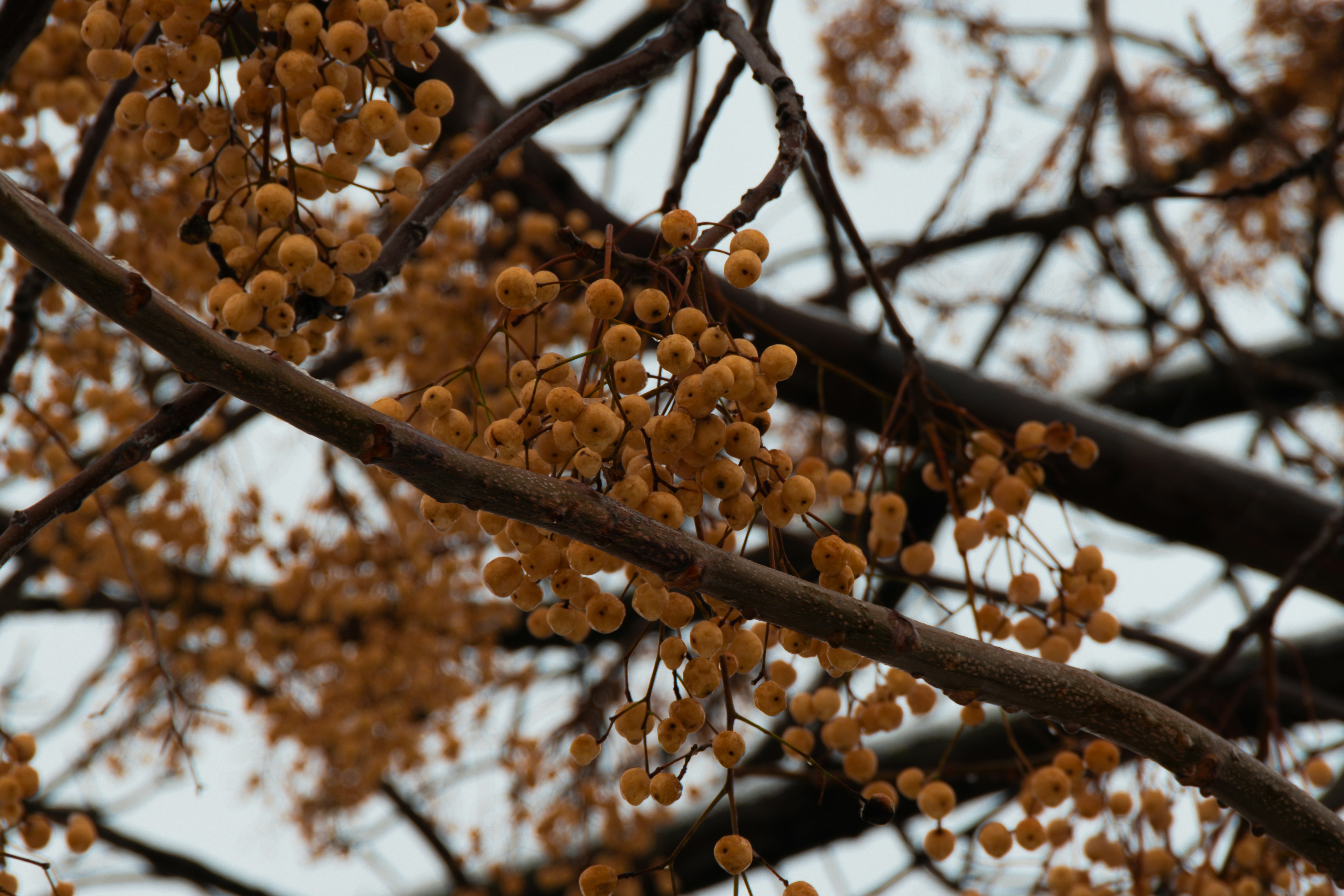 Golden Orbs Amidst Winter's Embrace