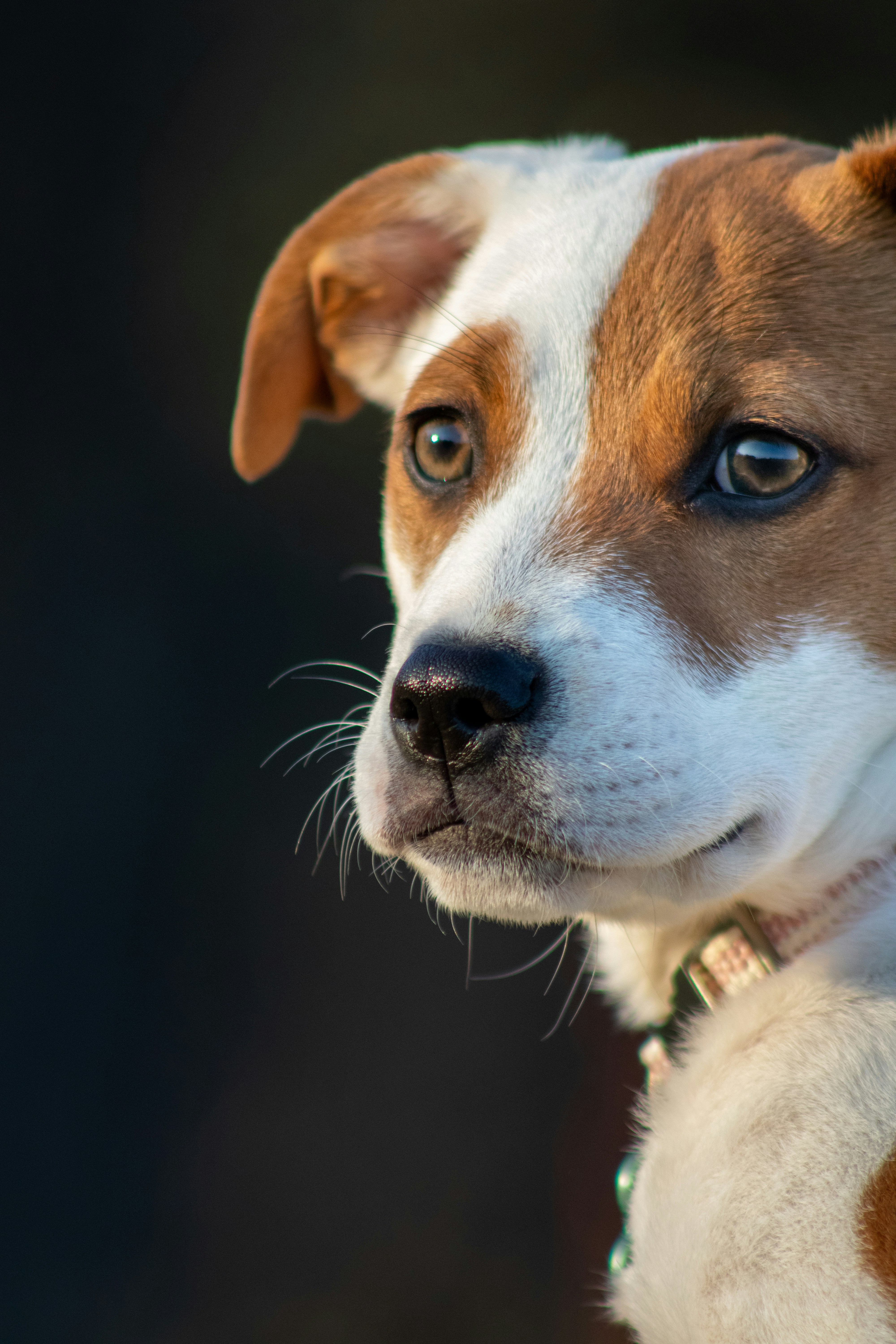 Close-up of a dog's face, showcasing its expressive eyes and distinctive markings against a blurred background.