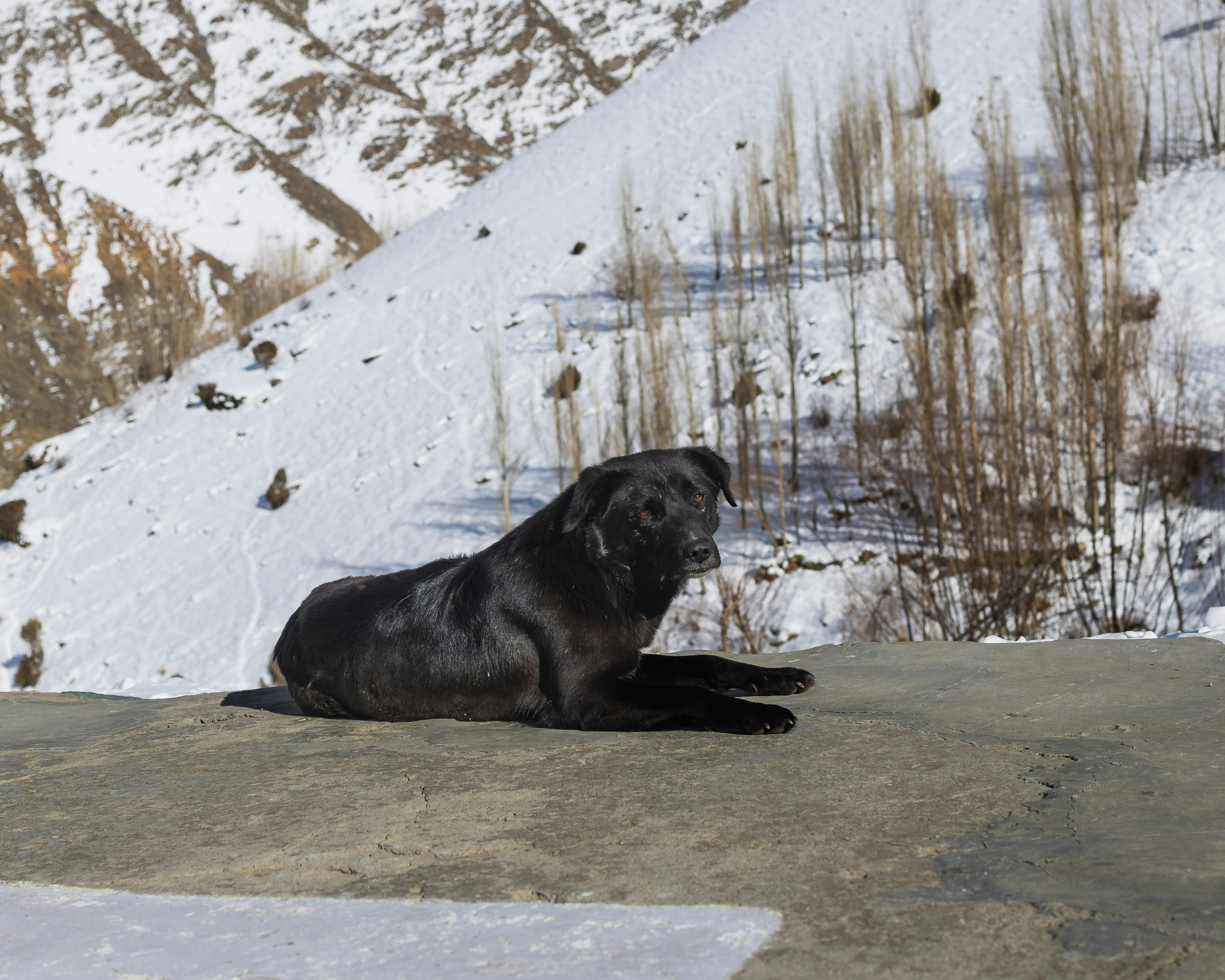 Winter's Sentinel: A Canine's Gaze