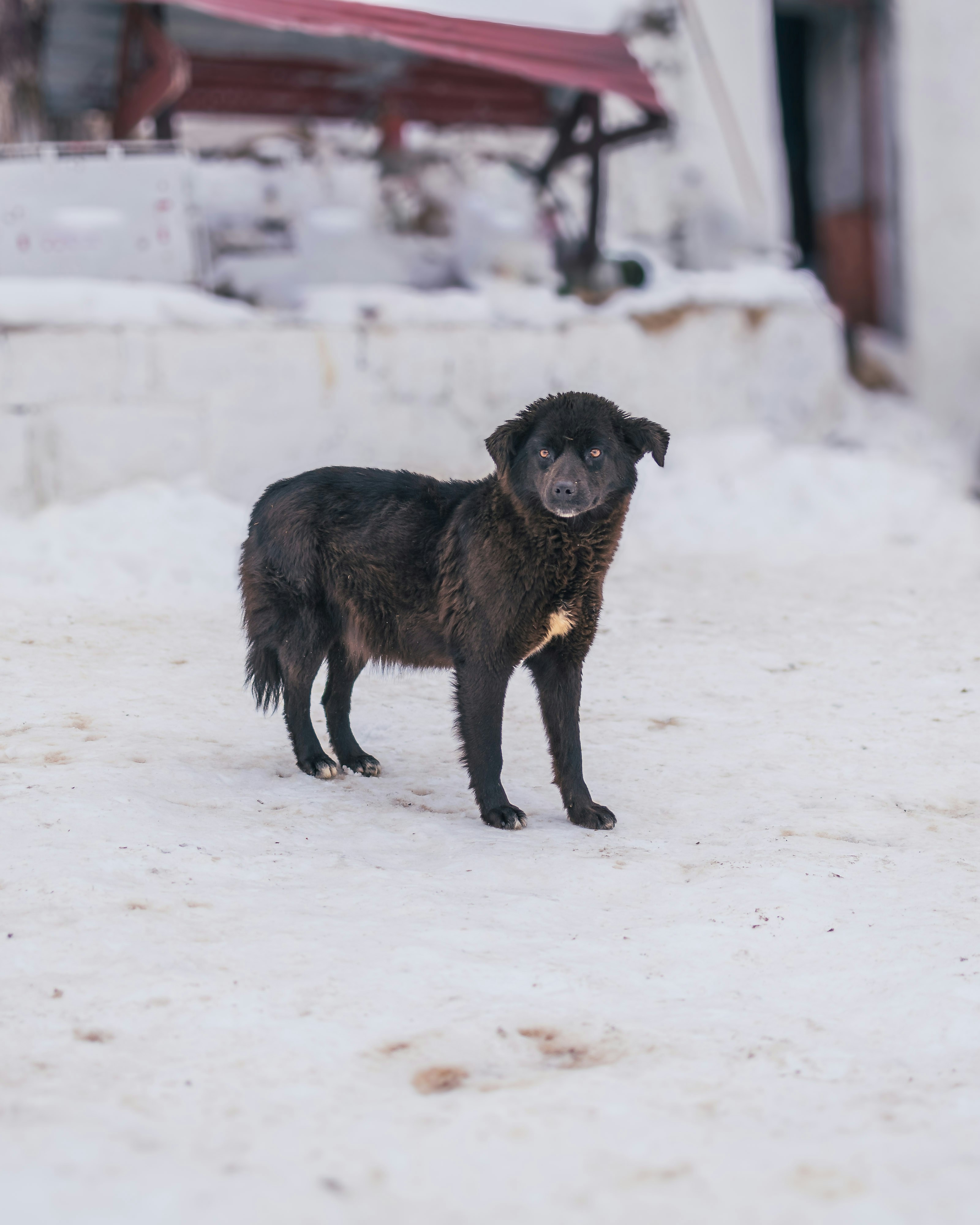 Lone stray dog in snowy street asks for warmth
