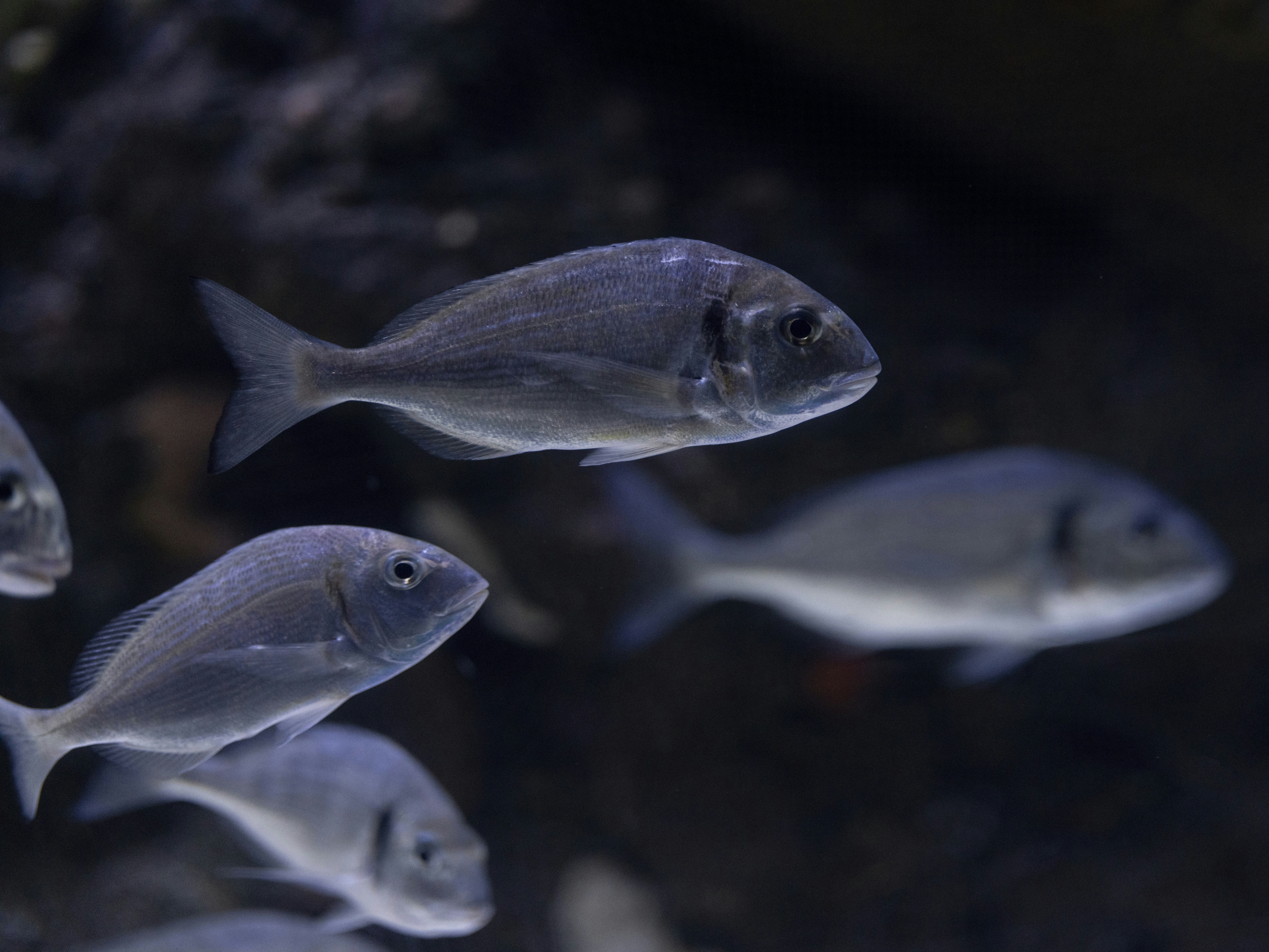A group of small gray fish swimming in an aquarium photo – Free Water ...