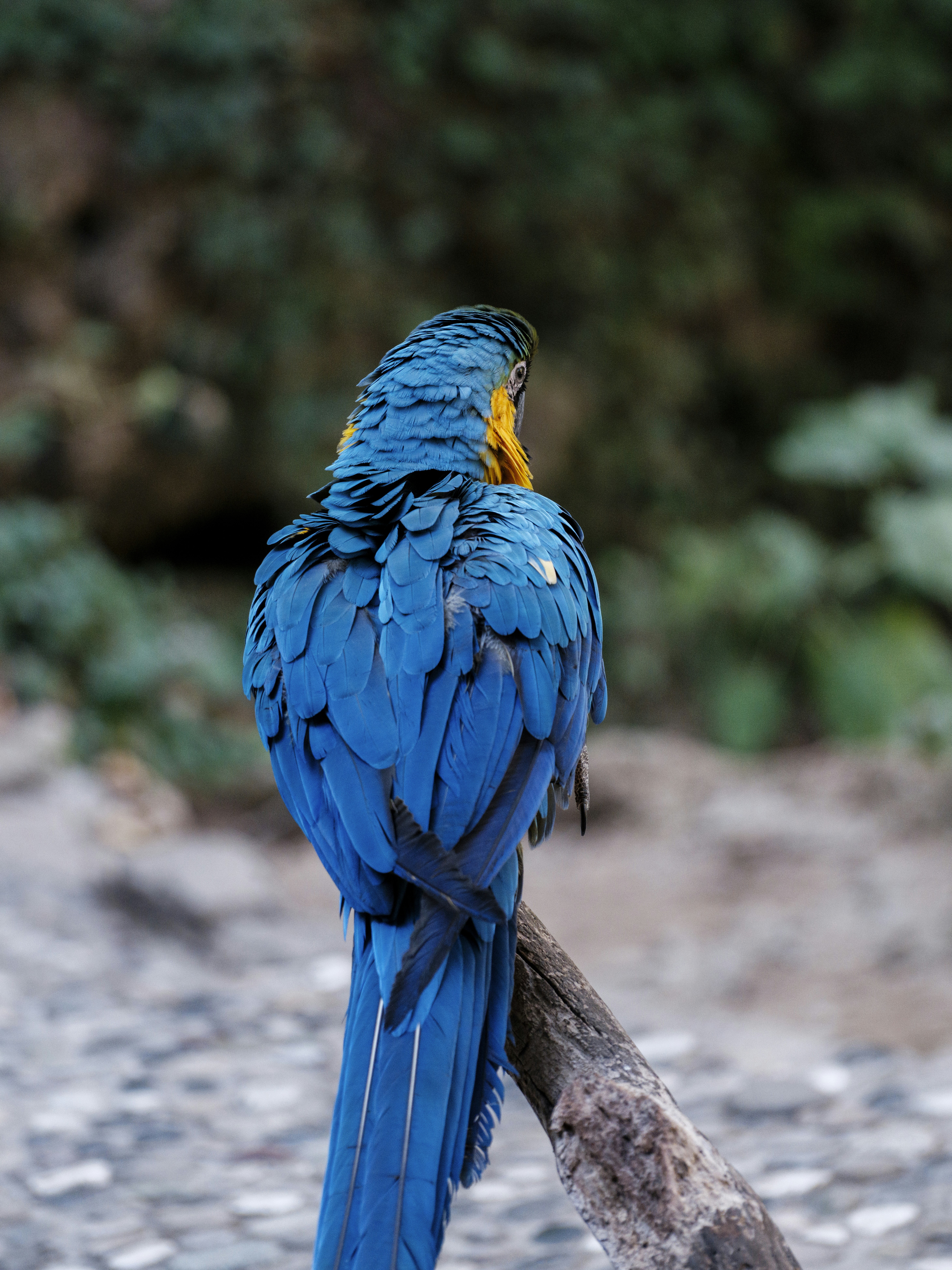 Azure Macaw on Driftwood: Quiet Portrait by a Mossy Shore