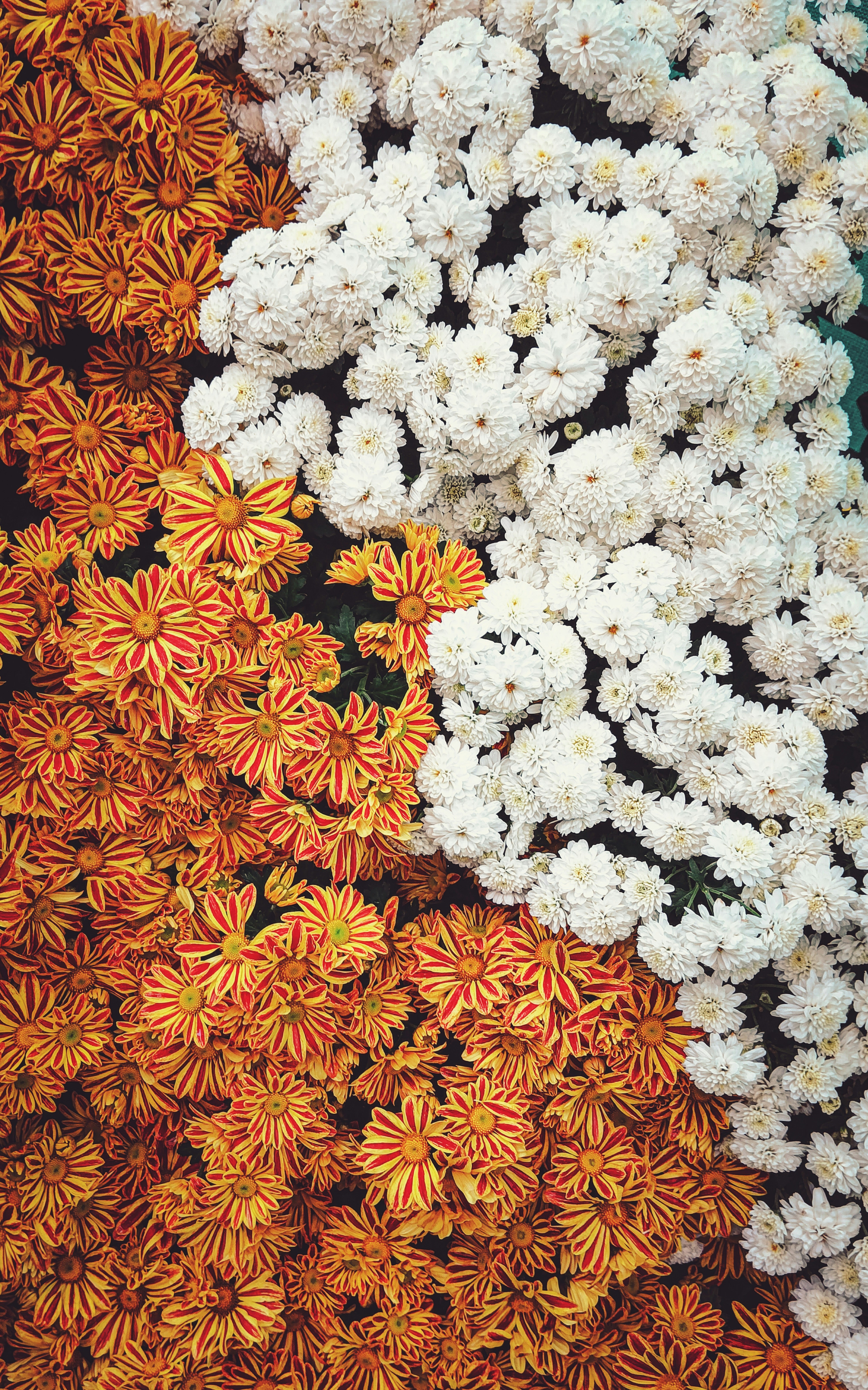 A perfect harmony—golden stripes meet snowy petals, a tale of contrast blooming in nature's palette.