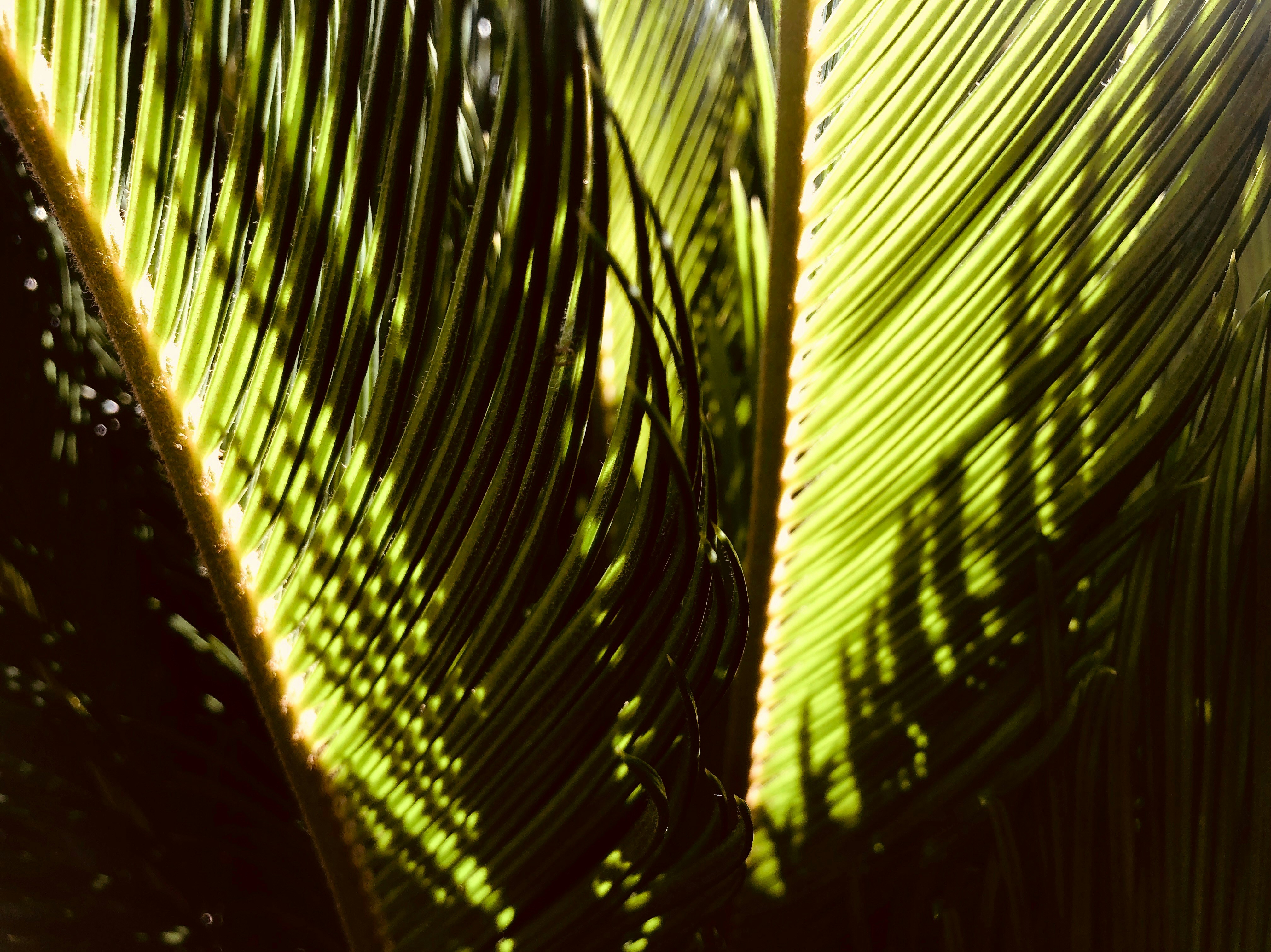 Close-up of palm leaves with sunlight casting intricate patterns of light and shadow on the green foliage.