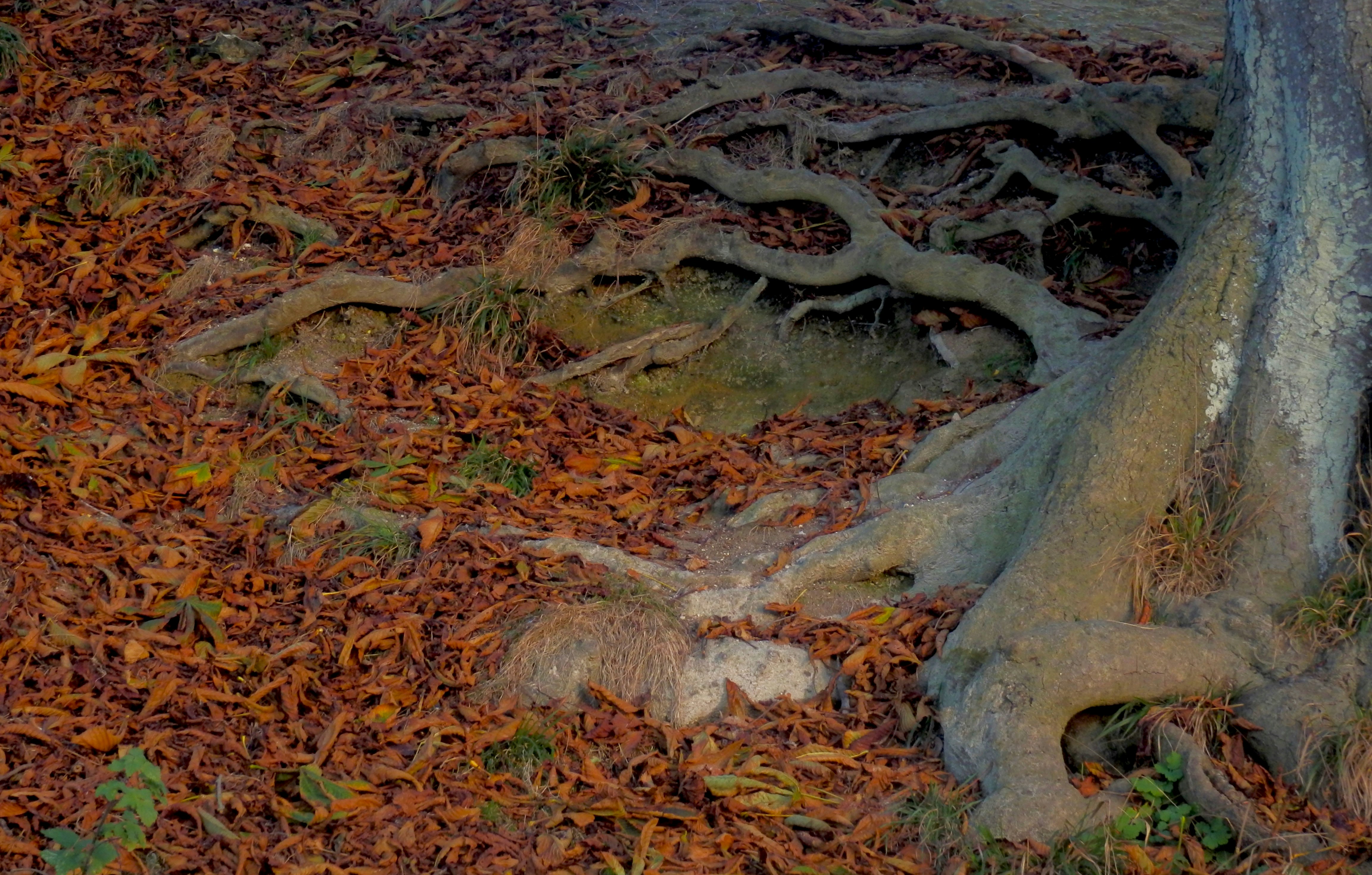 Rooted Currents: An Autumn Forest Floor