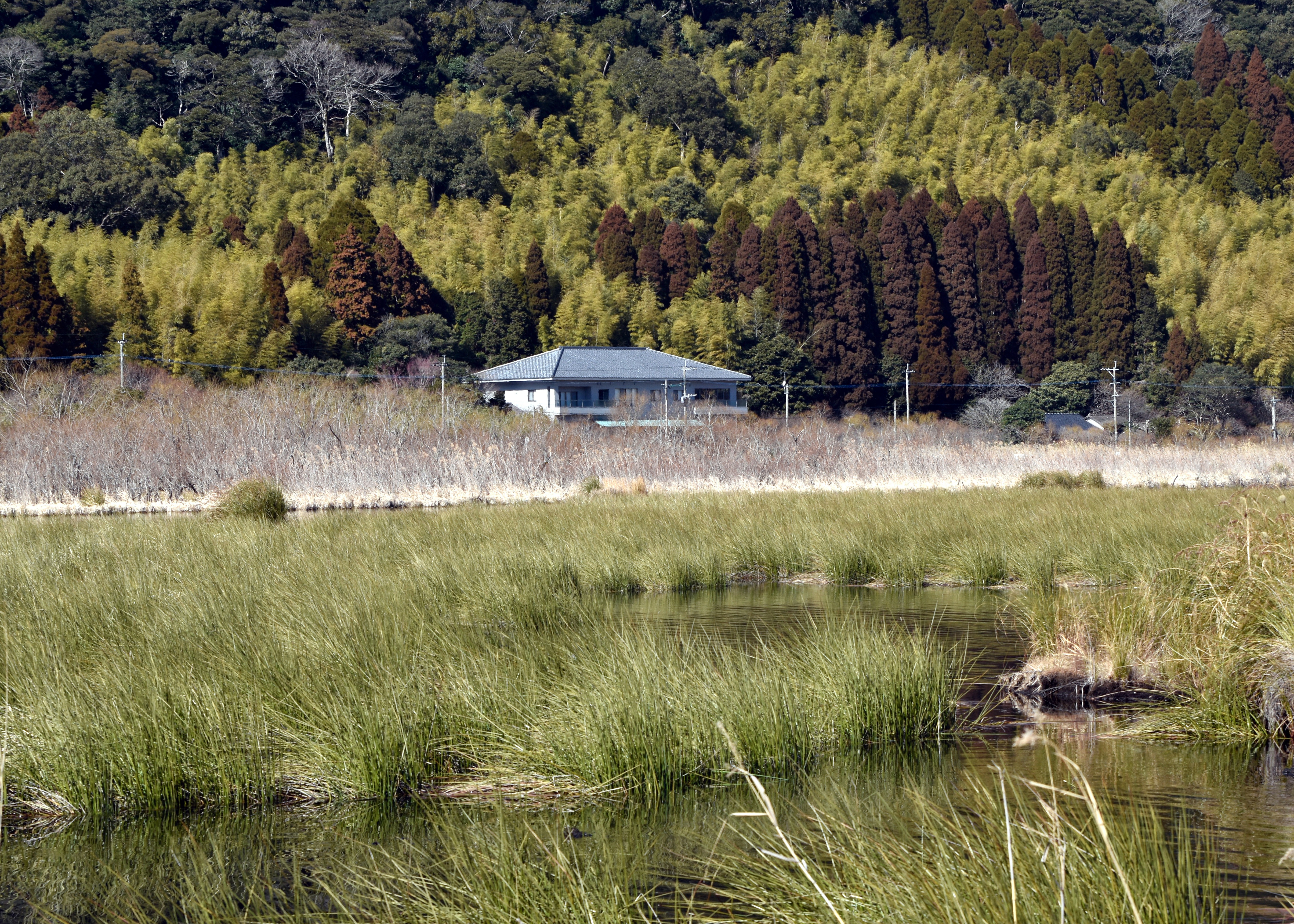 House nestled between dense bamboo forest and tall grass near a reflective pond.