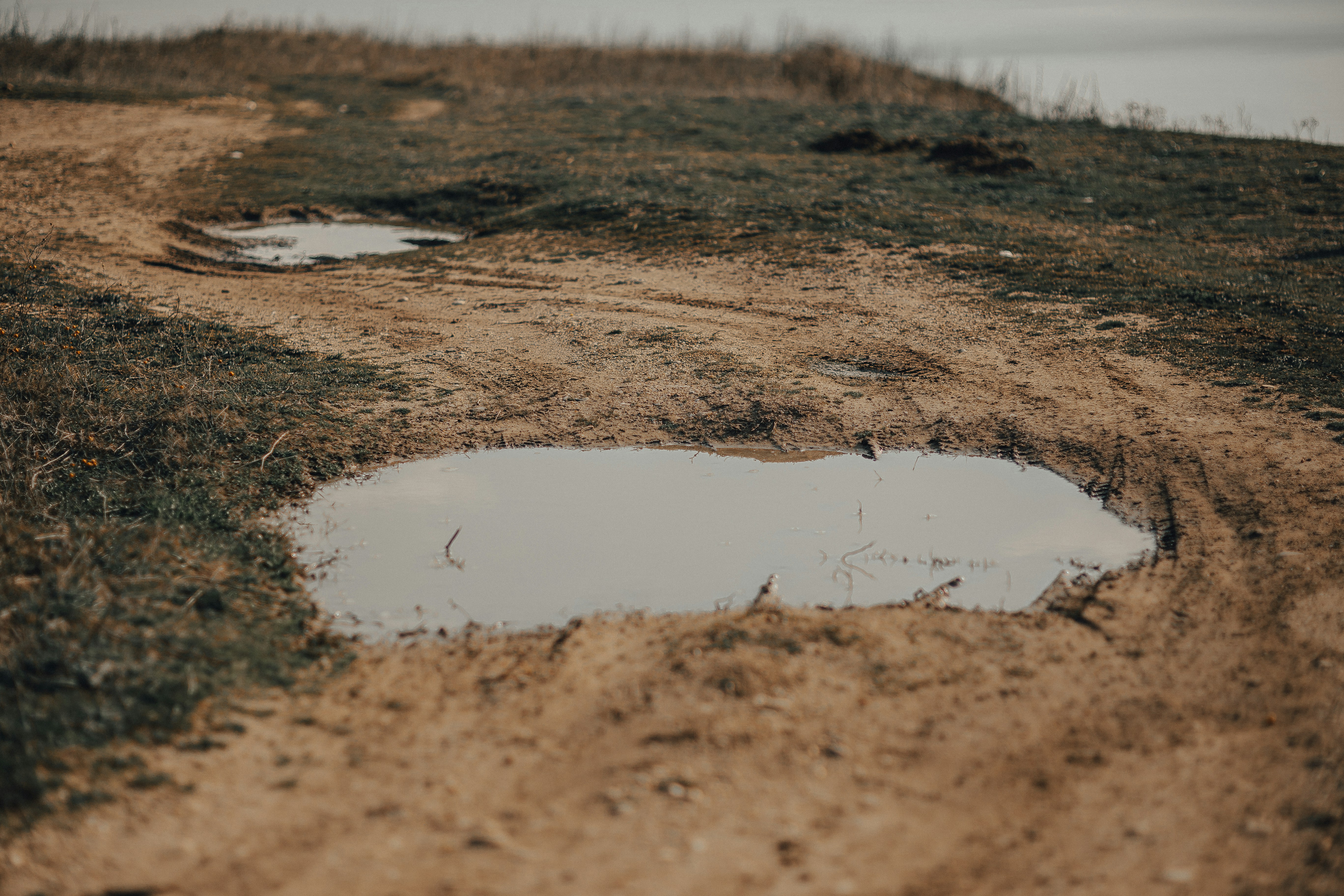Puddled Pathway: Quiet Tracks of Earth and Water