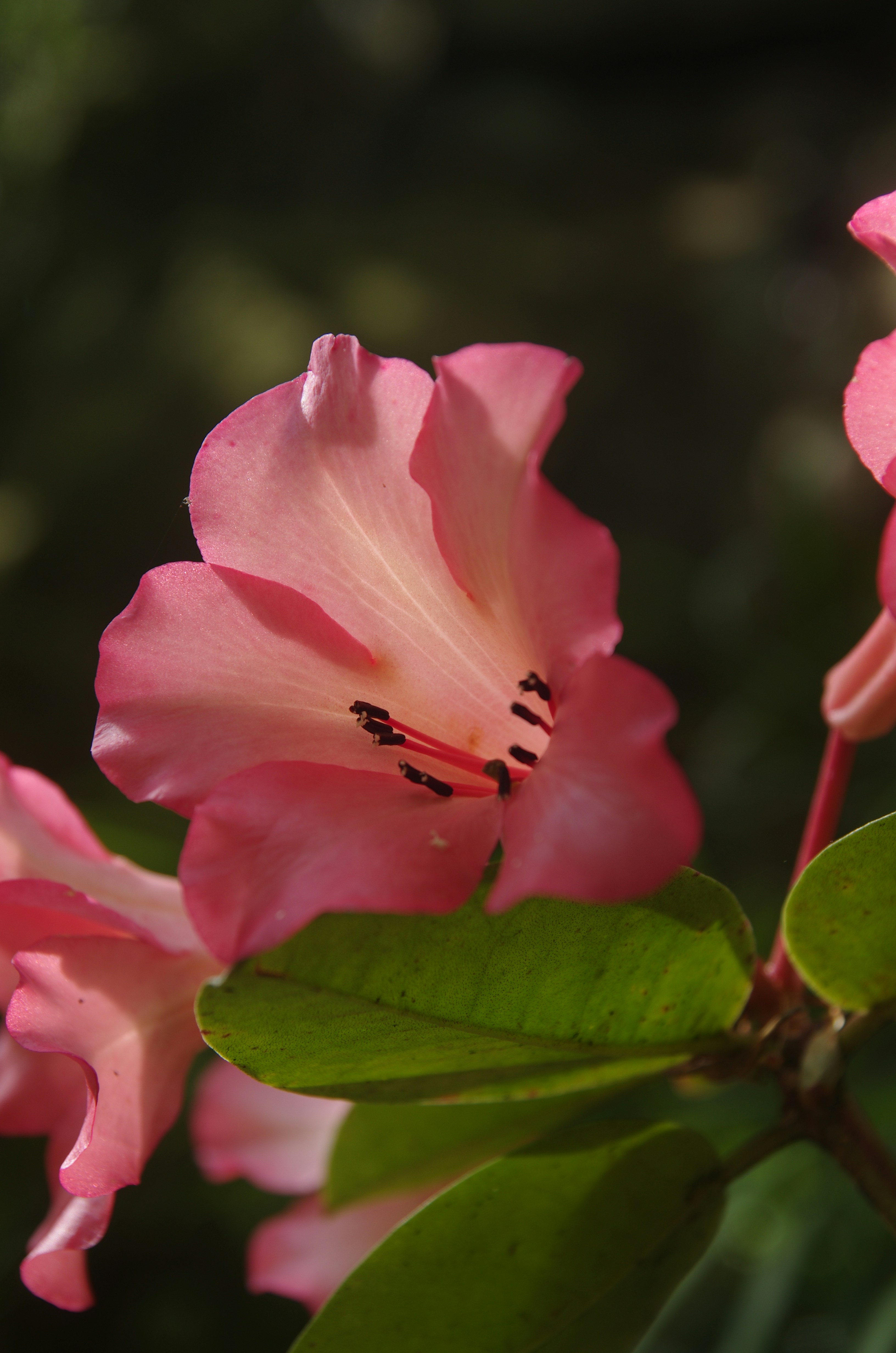 Petal Symphony in Sunlight