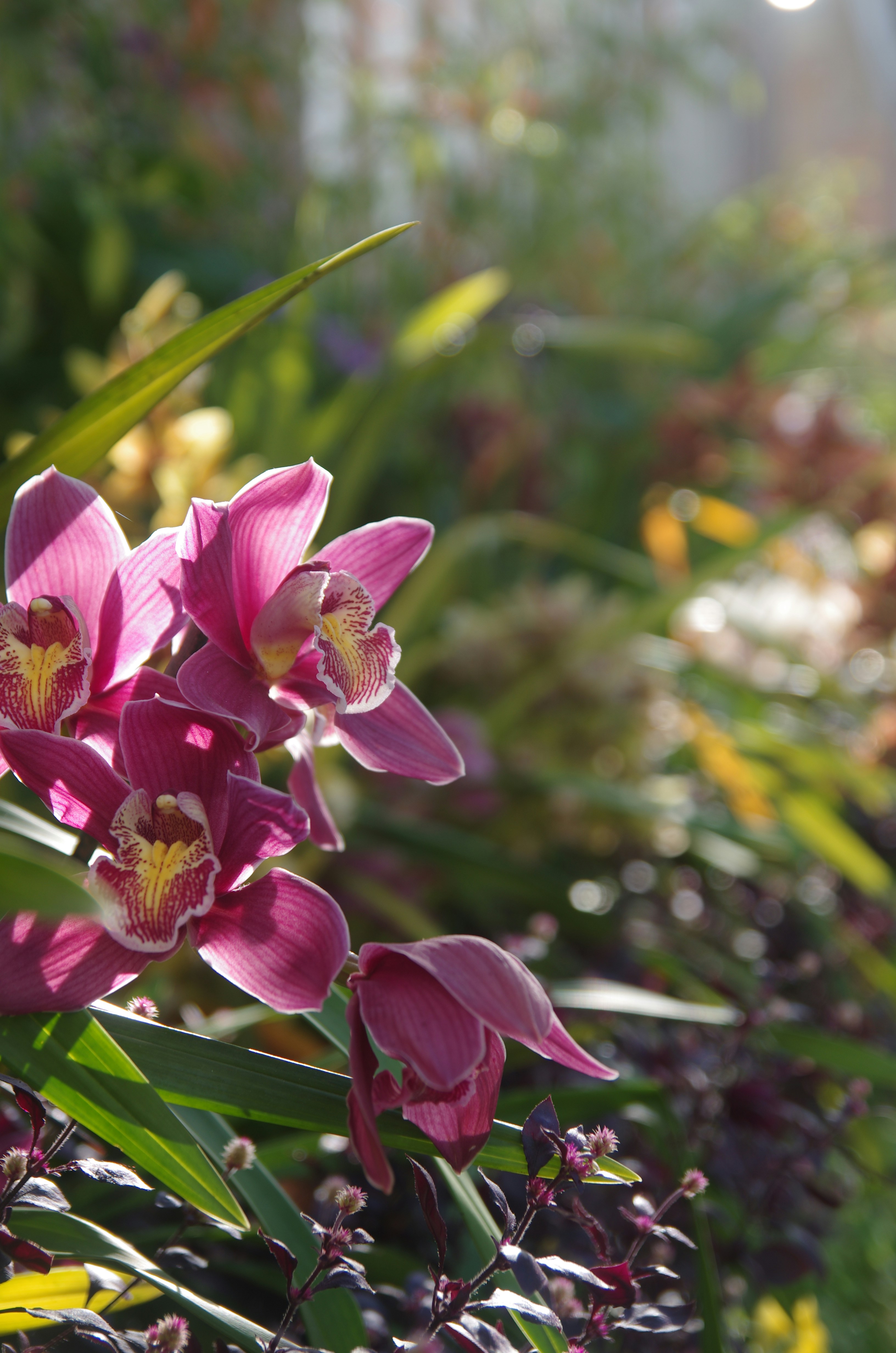 Sunlit Pink Orchid Cluster at the Garden's Edge