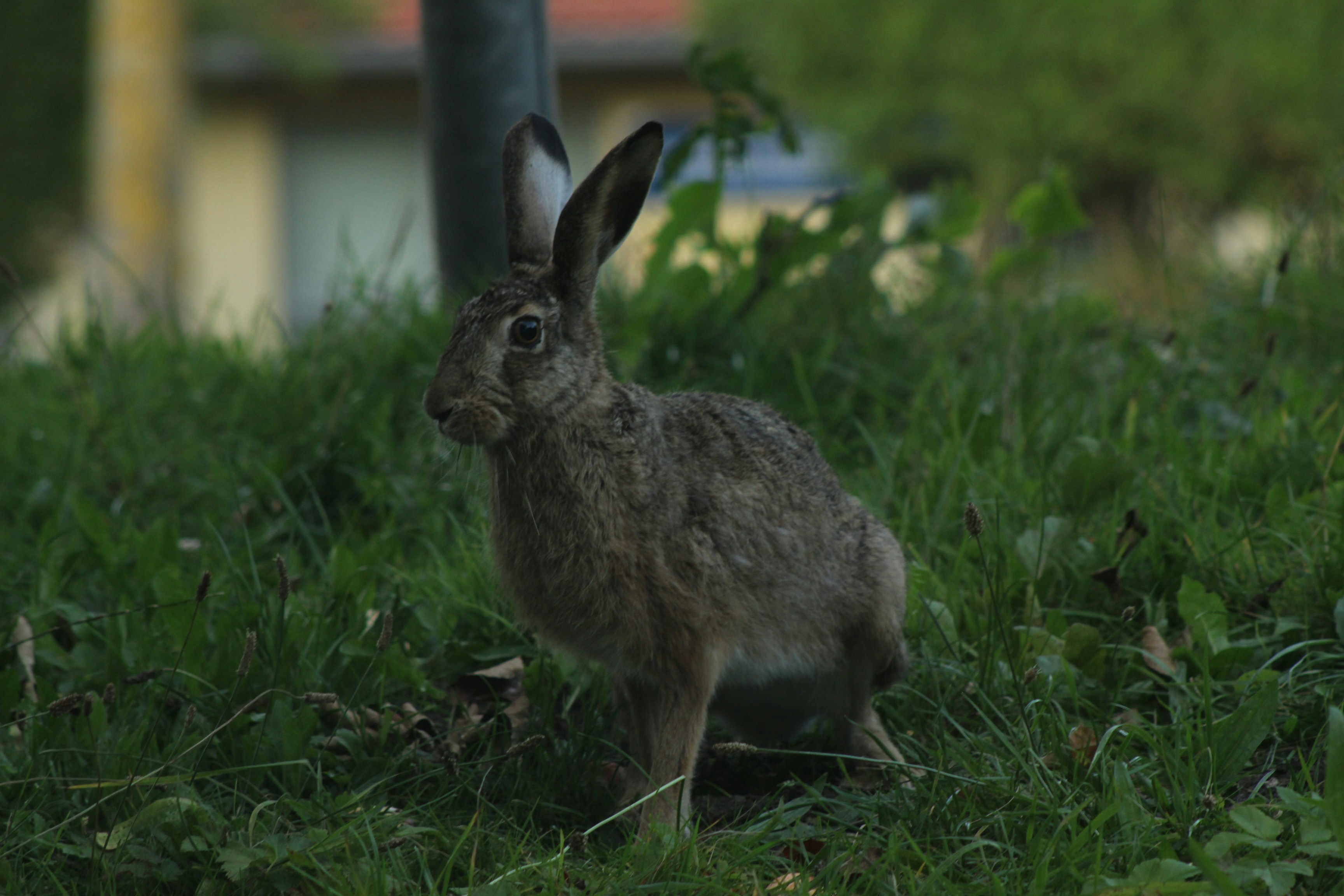 Attentive Hare Amidst Verdant Surroundings