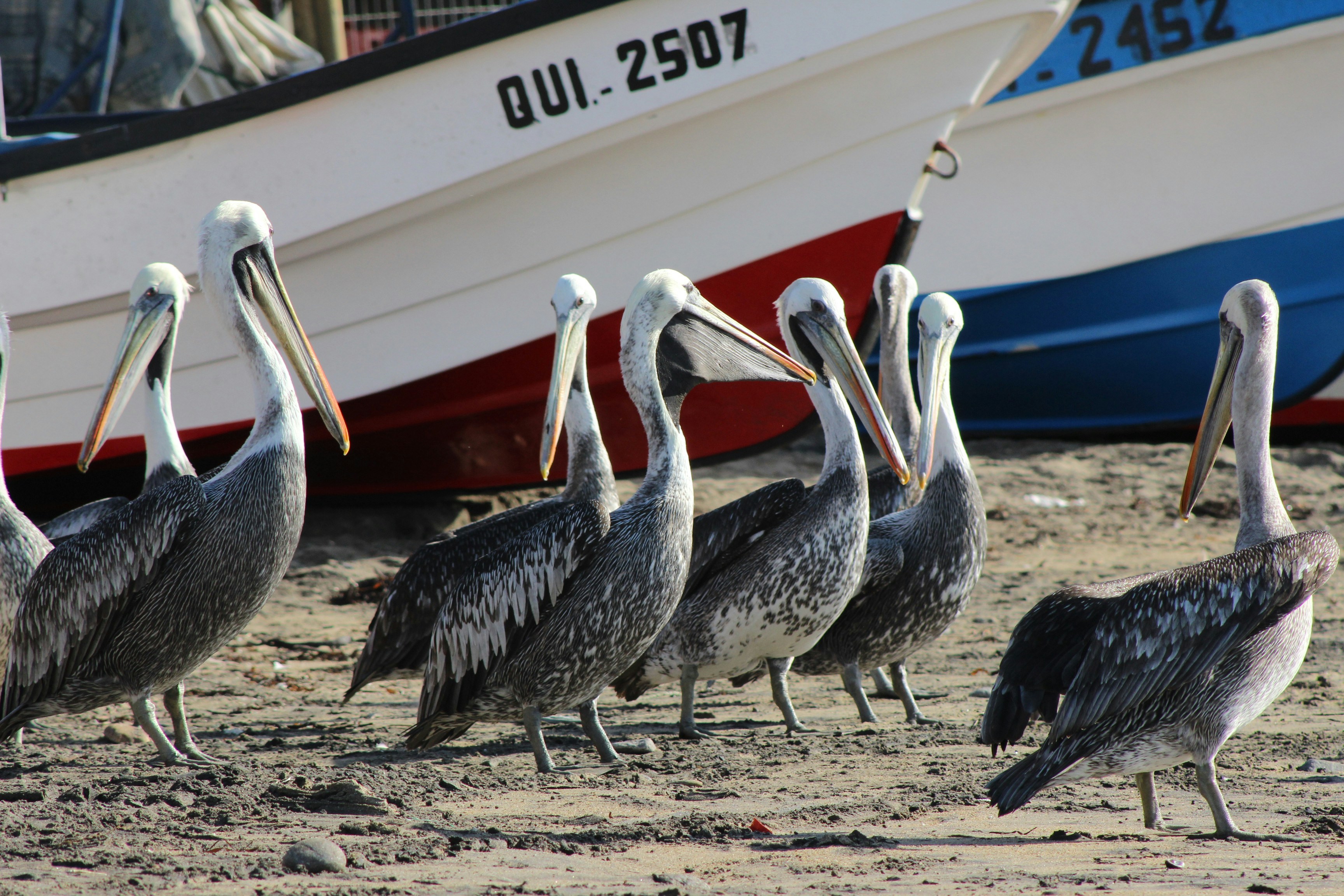 Group of pelicans standing on a sandy beach near colorful boats.