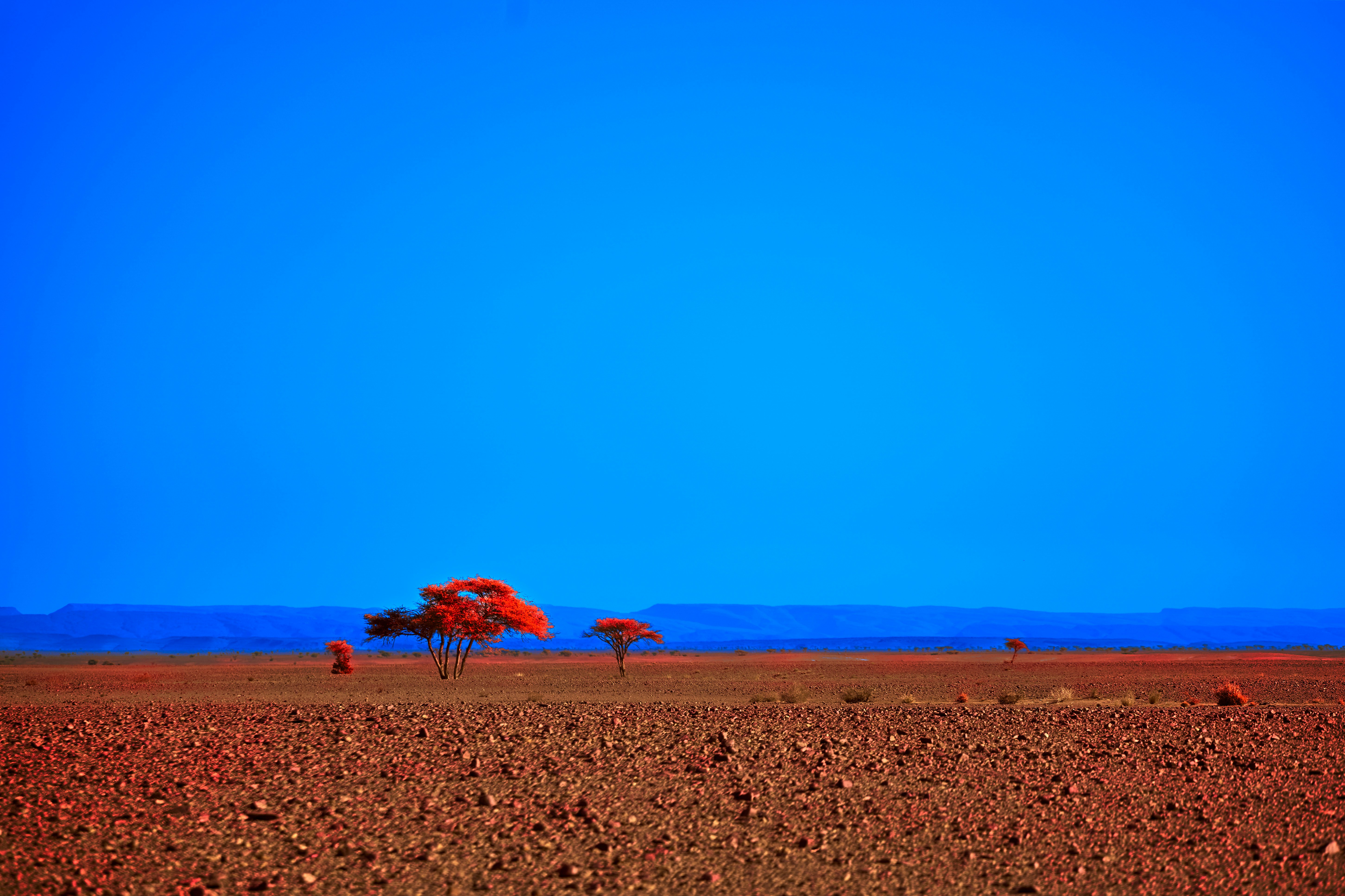 Crimson Trees on the Horizon under a Cerulean Sky