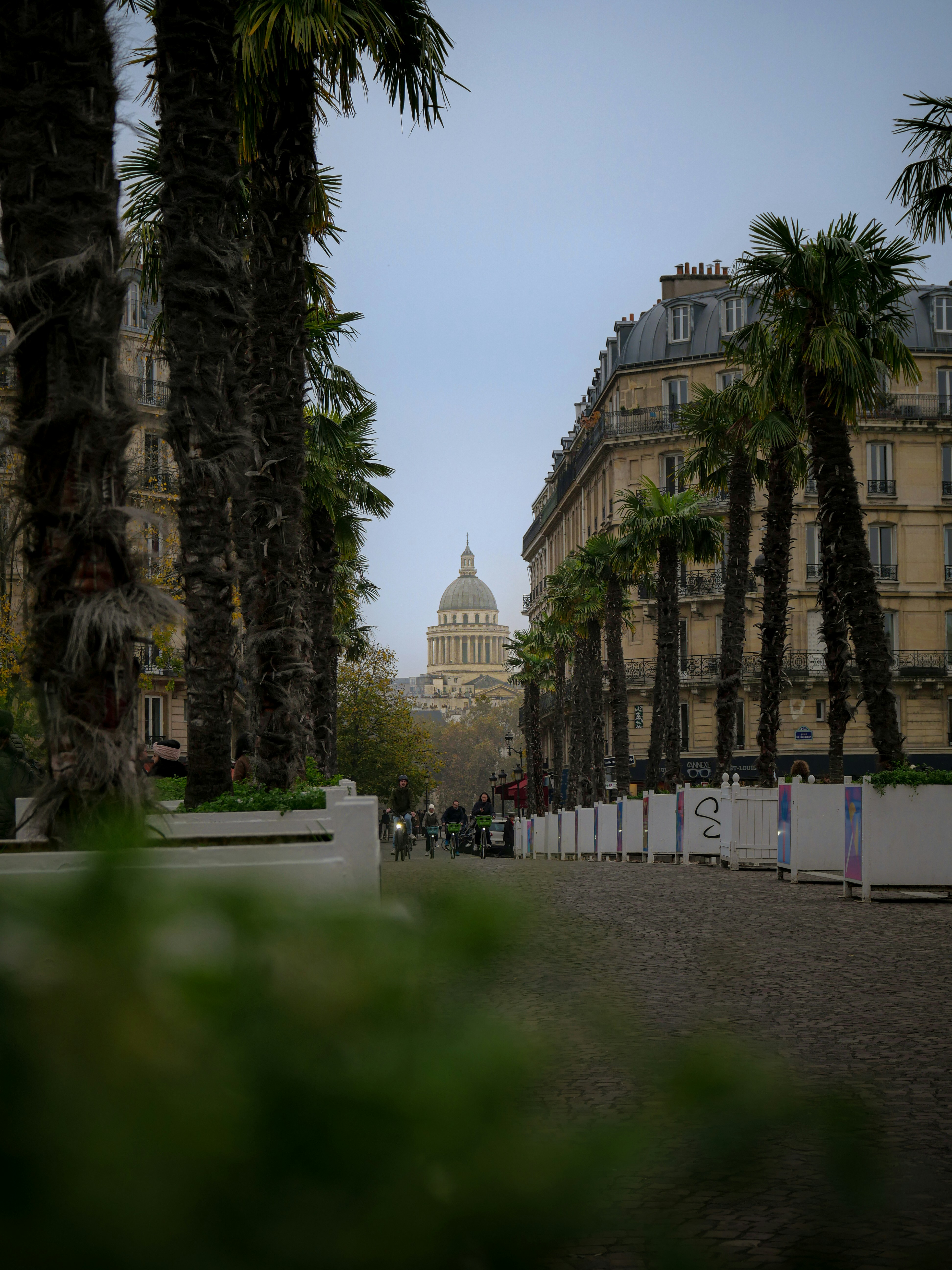 Capitol in the Distance: A Parisian Palm-Lined Avenue