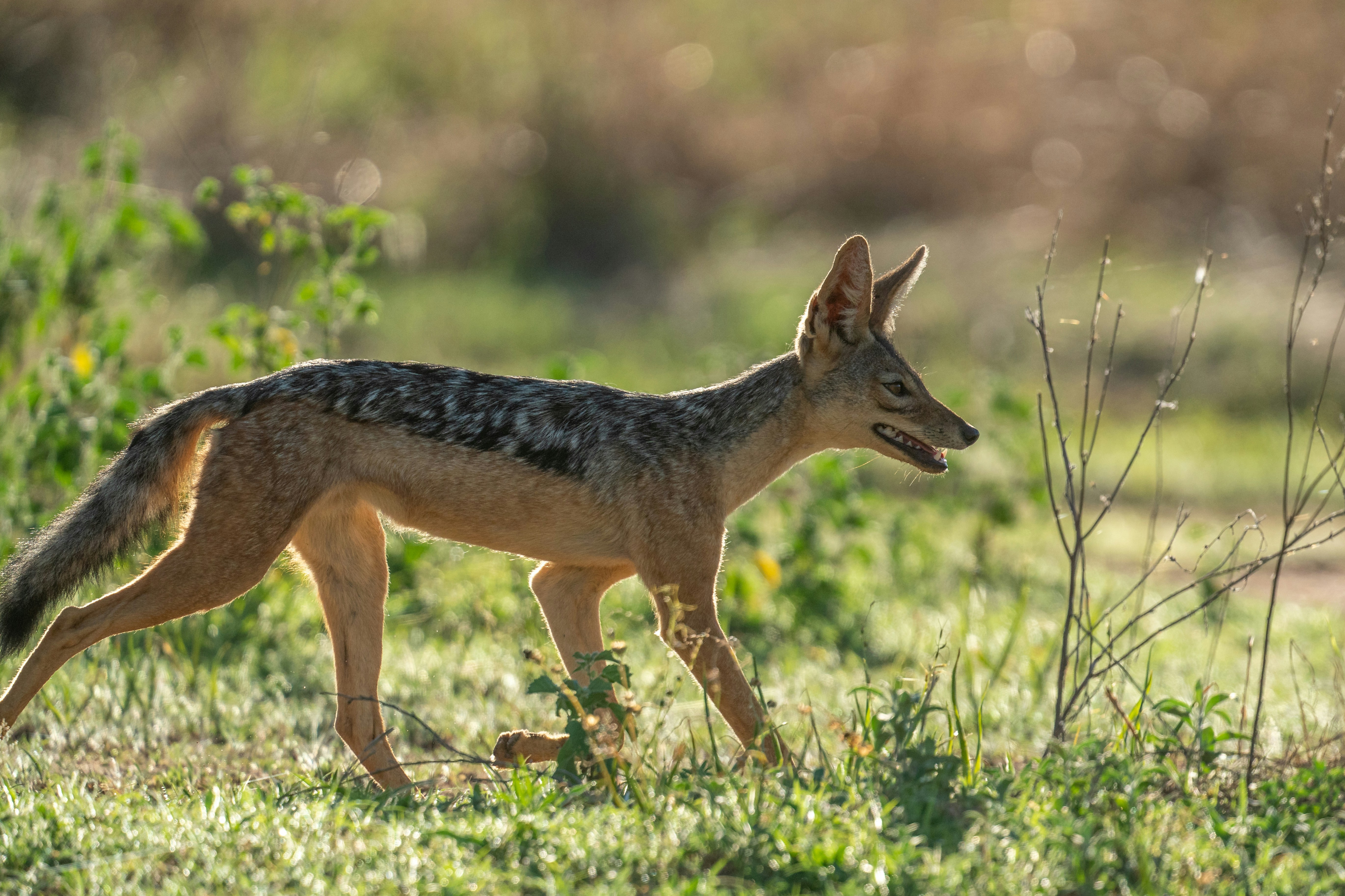 Jackal moving gracefully across sunlit grassy terrain.