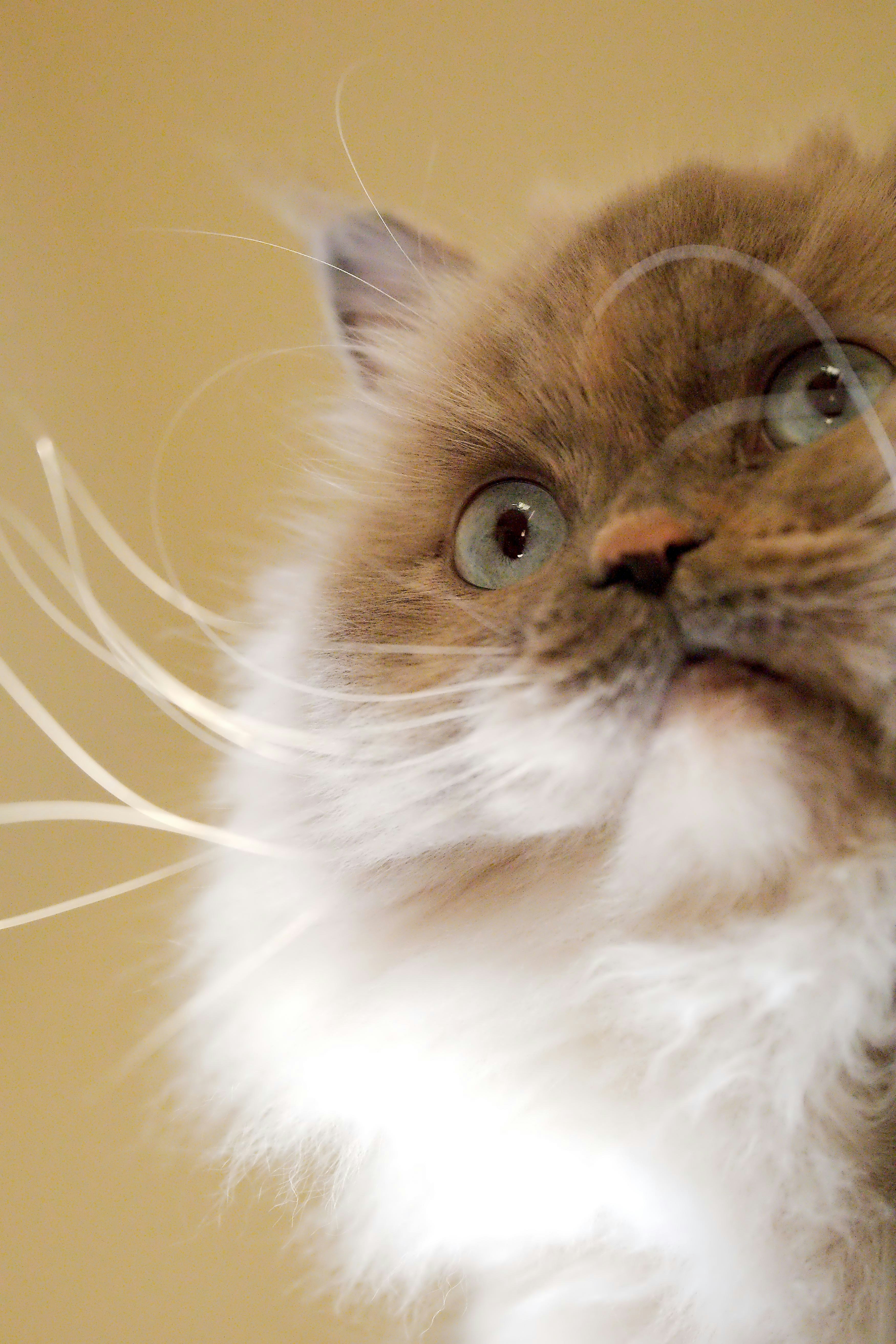 Emerald Gaze in Soft Light: a close-up of a curious cat