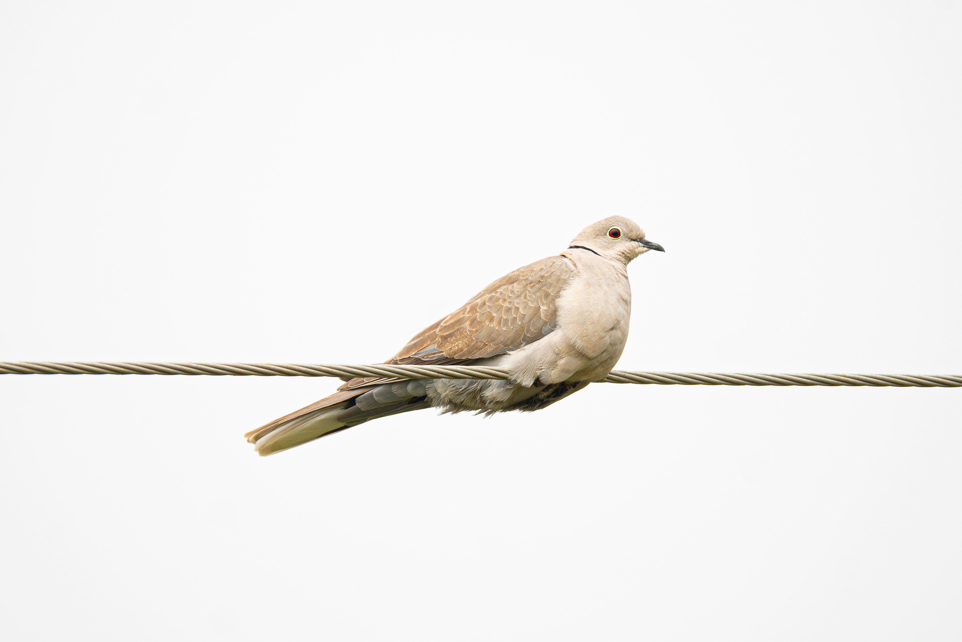 Tranquil Dove Resting on Taut Wire