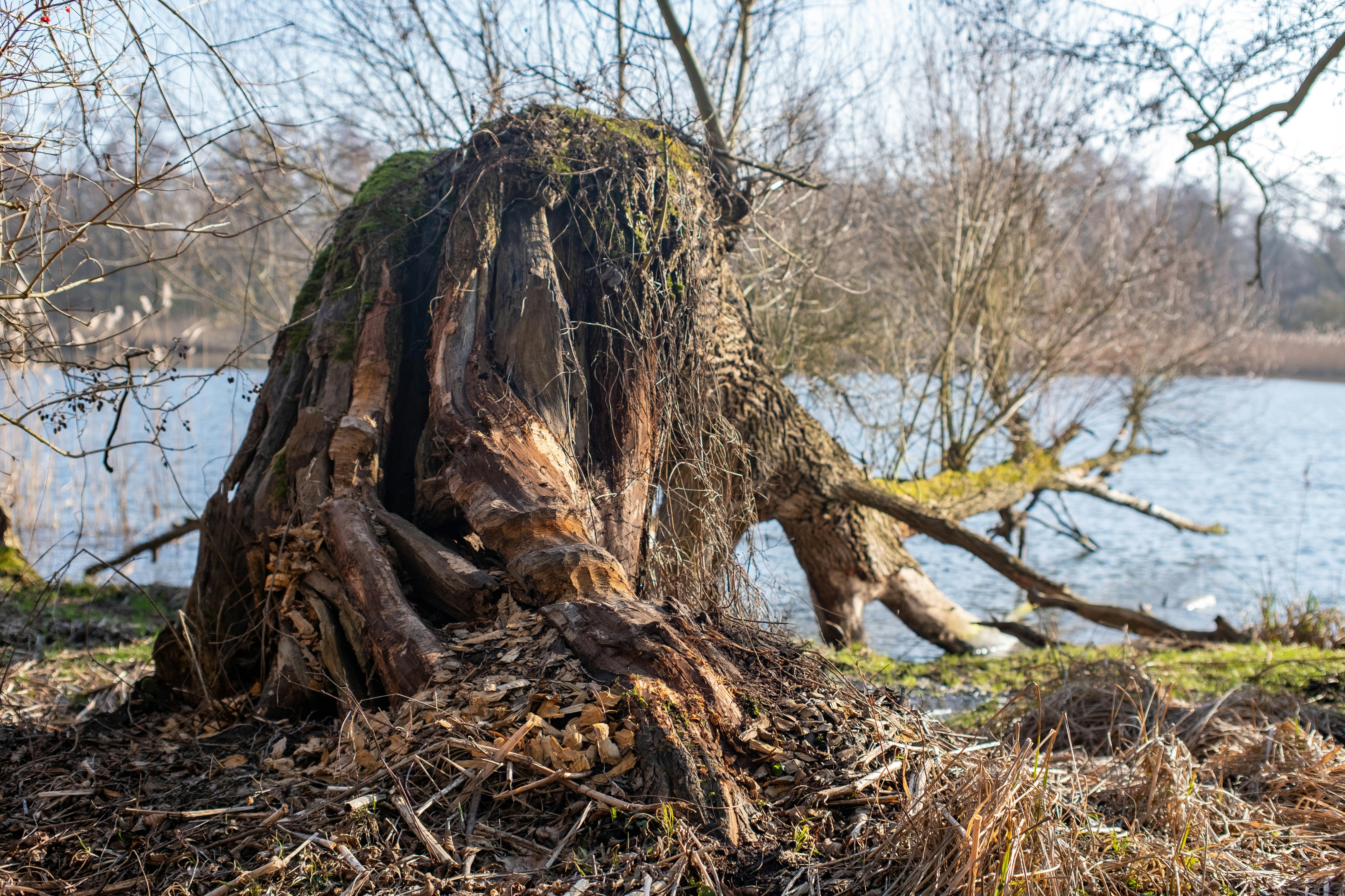 Nature's Engineering: Beavers' Impact on the Odra River