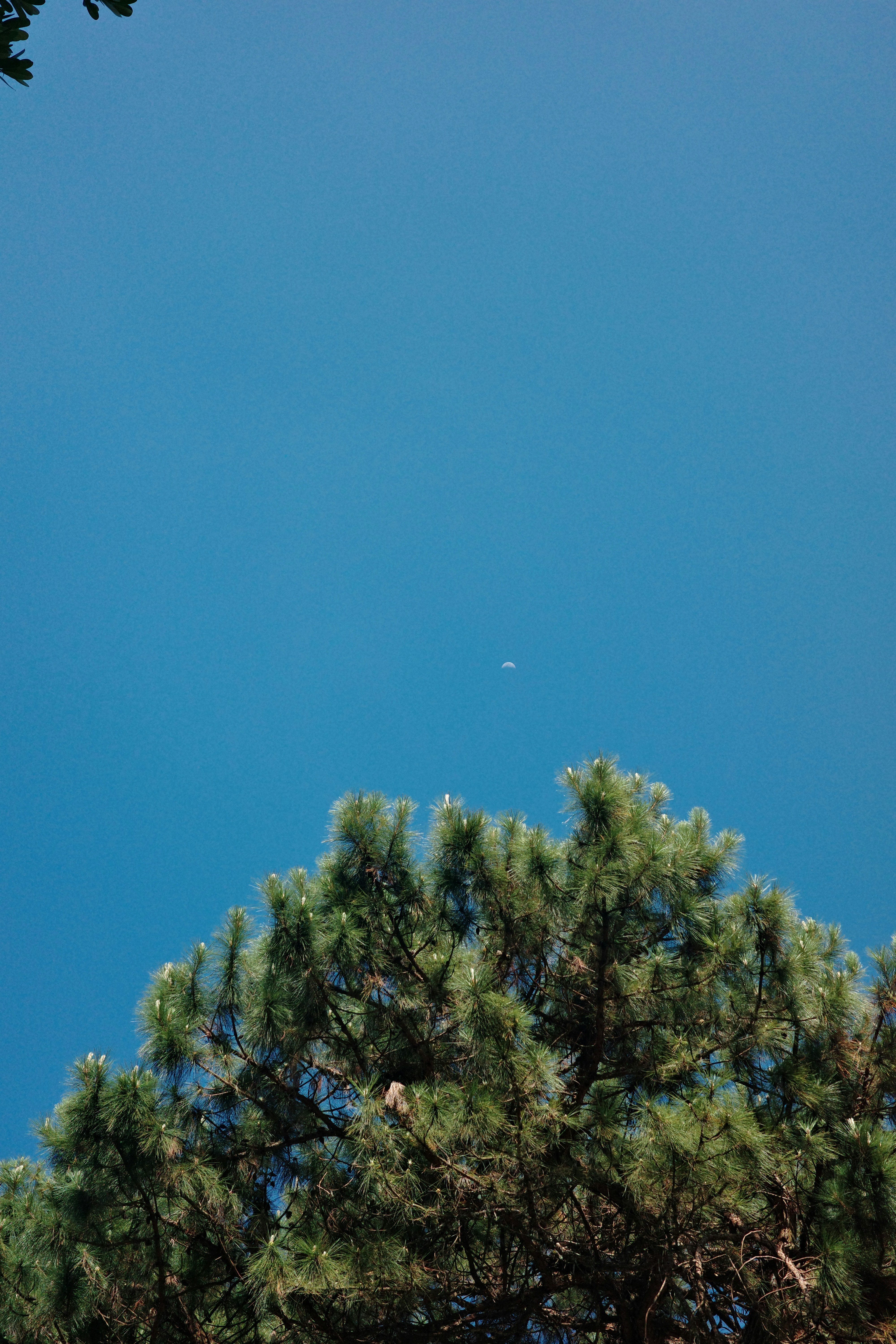 Pine tree tops against a vivid blue sky with a small white object in the distance.
