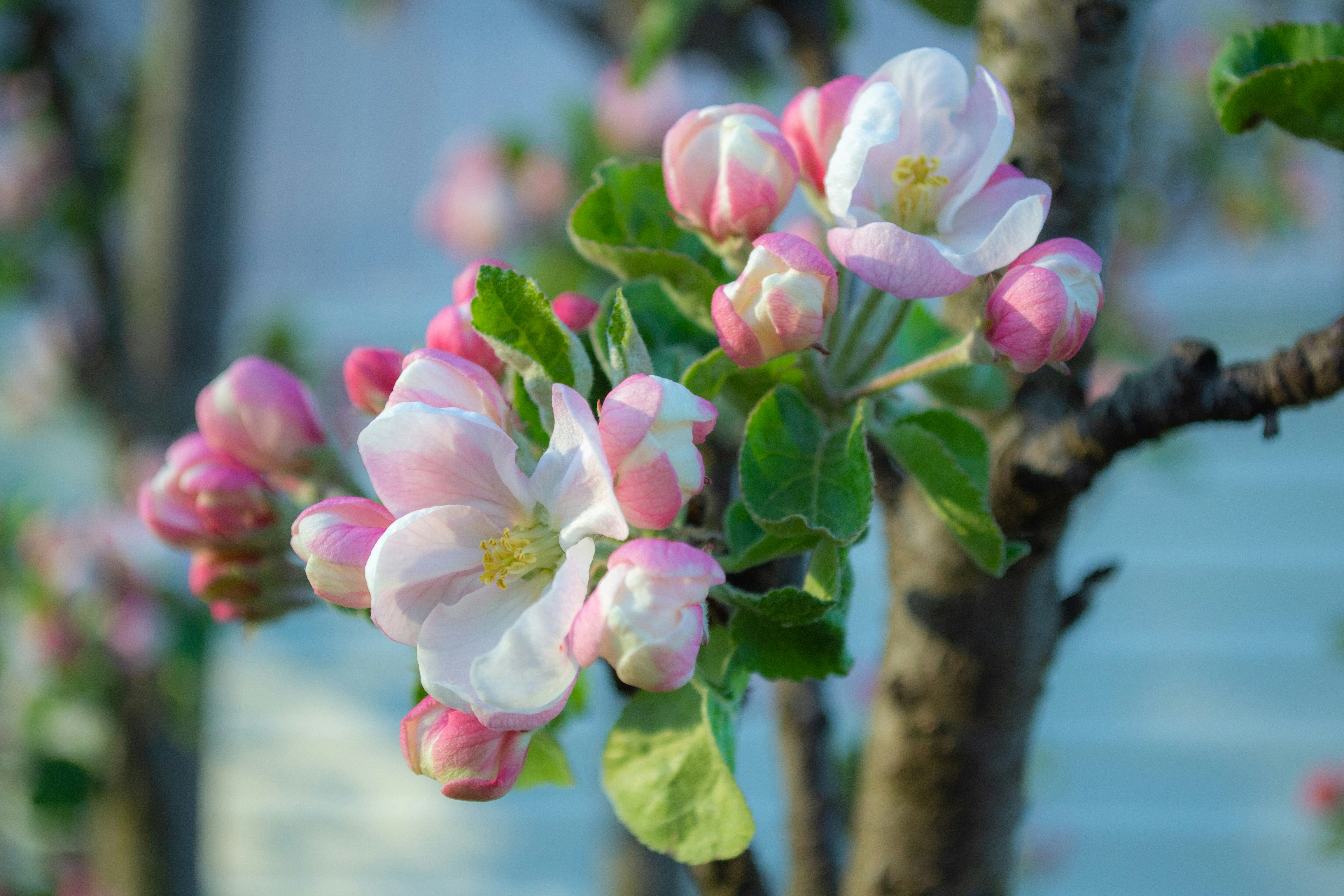 Bloom Chorus on a Sunlit Branch: Pink-White Apple Blossoms
