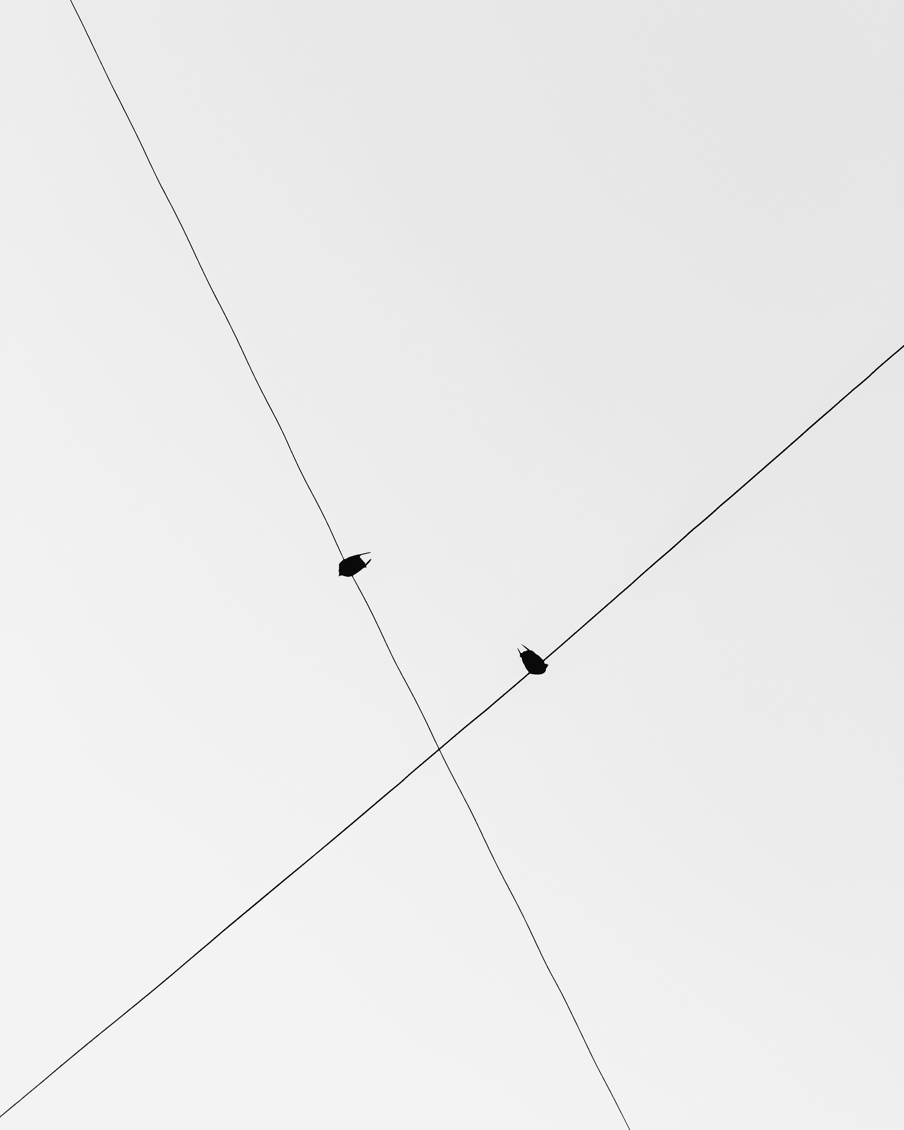 Silent Crossings: Two Wires, Two Silhouettes
