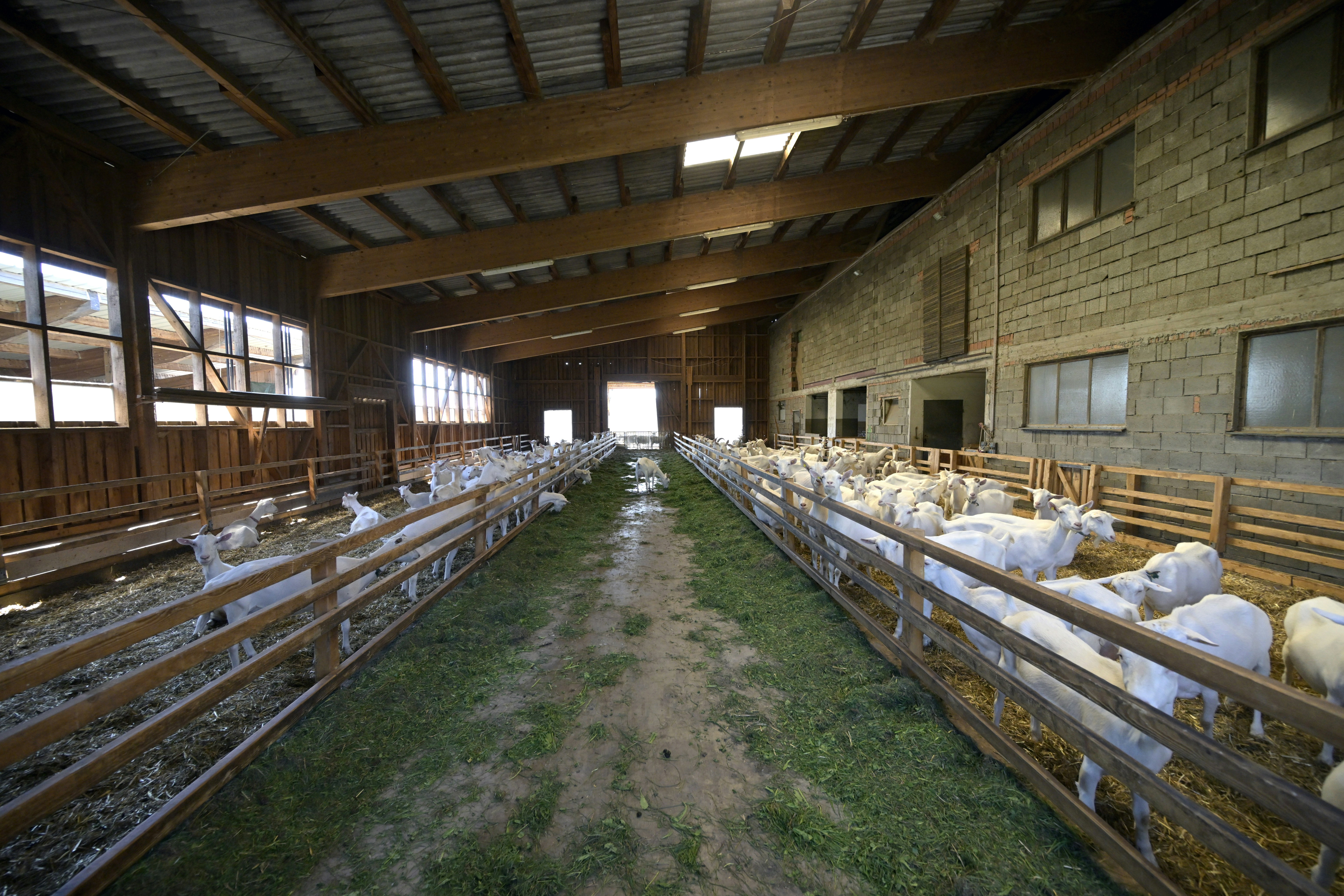 A barn filled with lots of white sheep photo – Free Organic farming ...