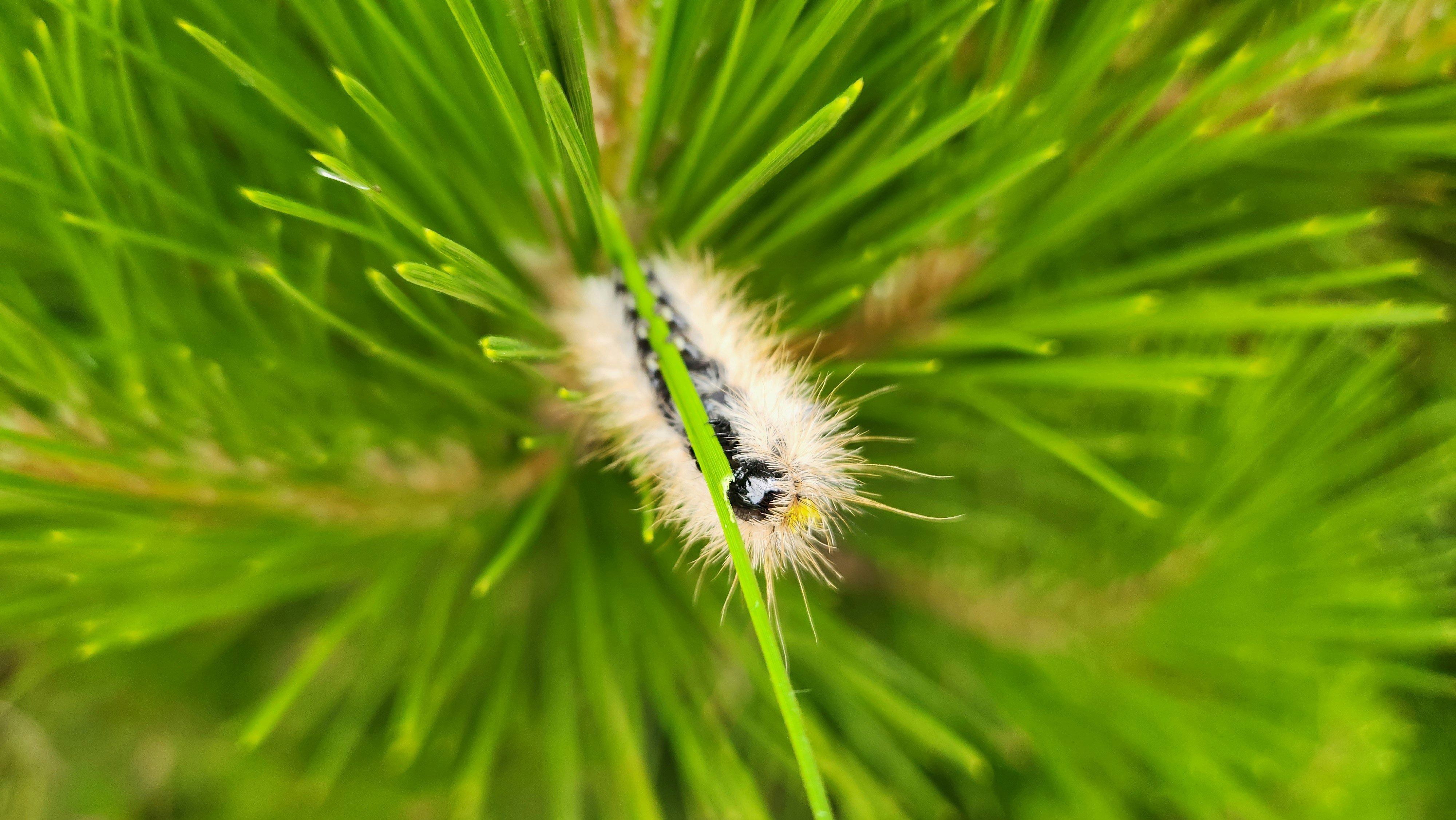 A caterpillar crawling on a green pine tree photo – Free Pacific grove ...