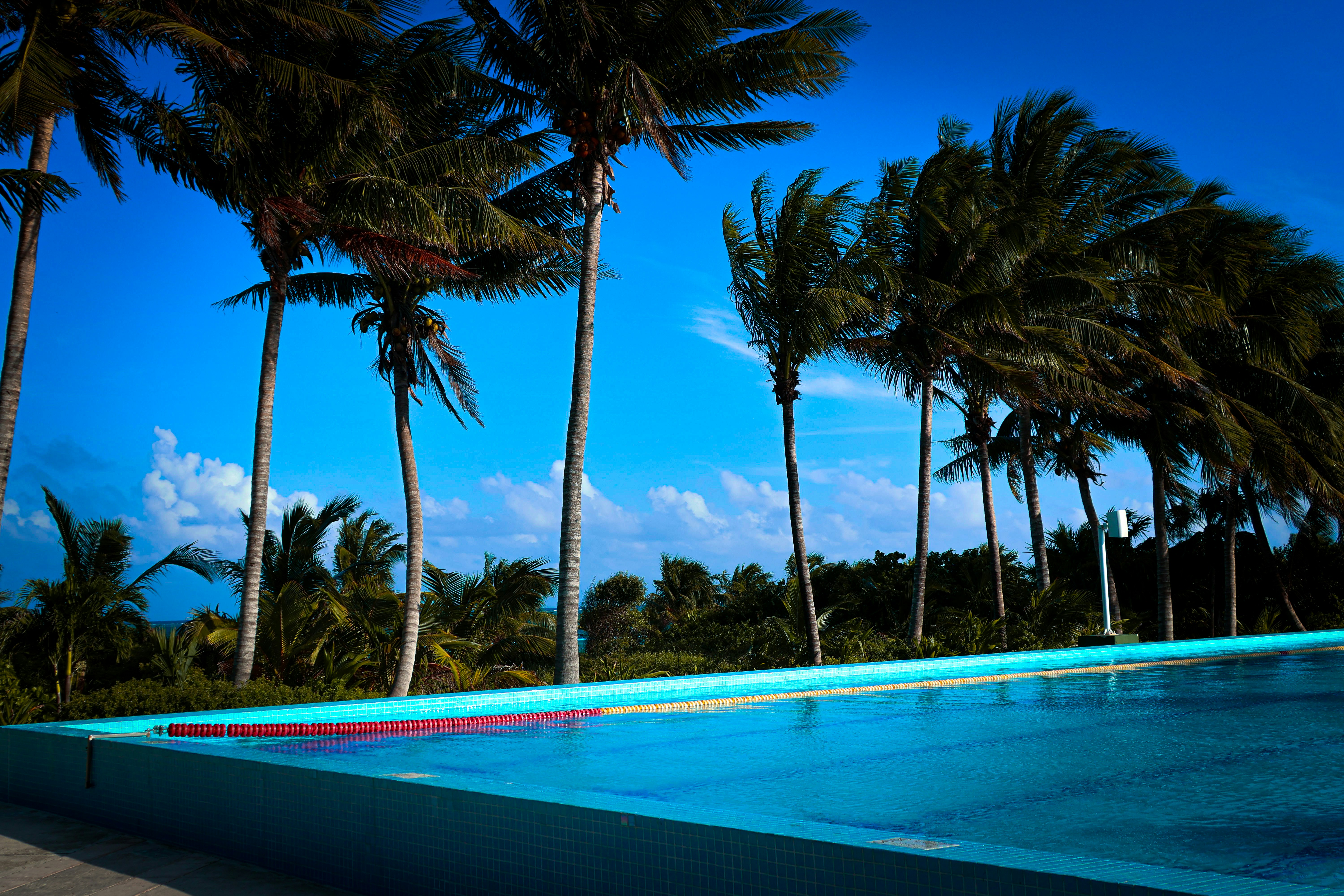 A swimming pool surrounded by palm trees on a sunny day photo – Free ...