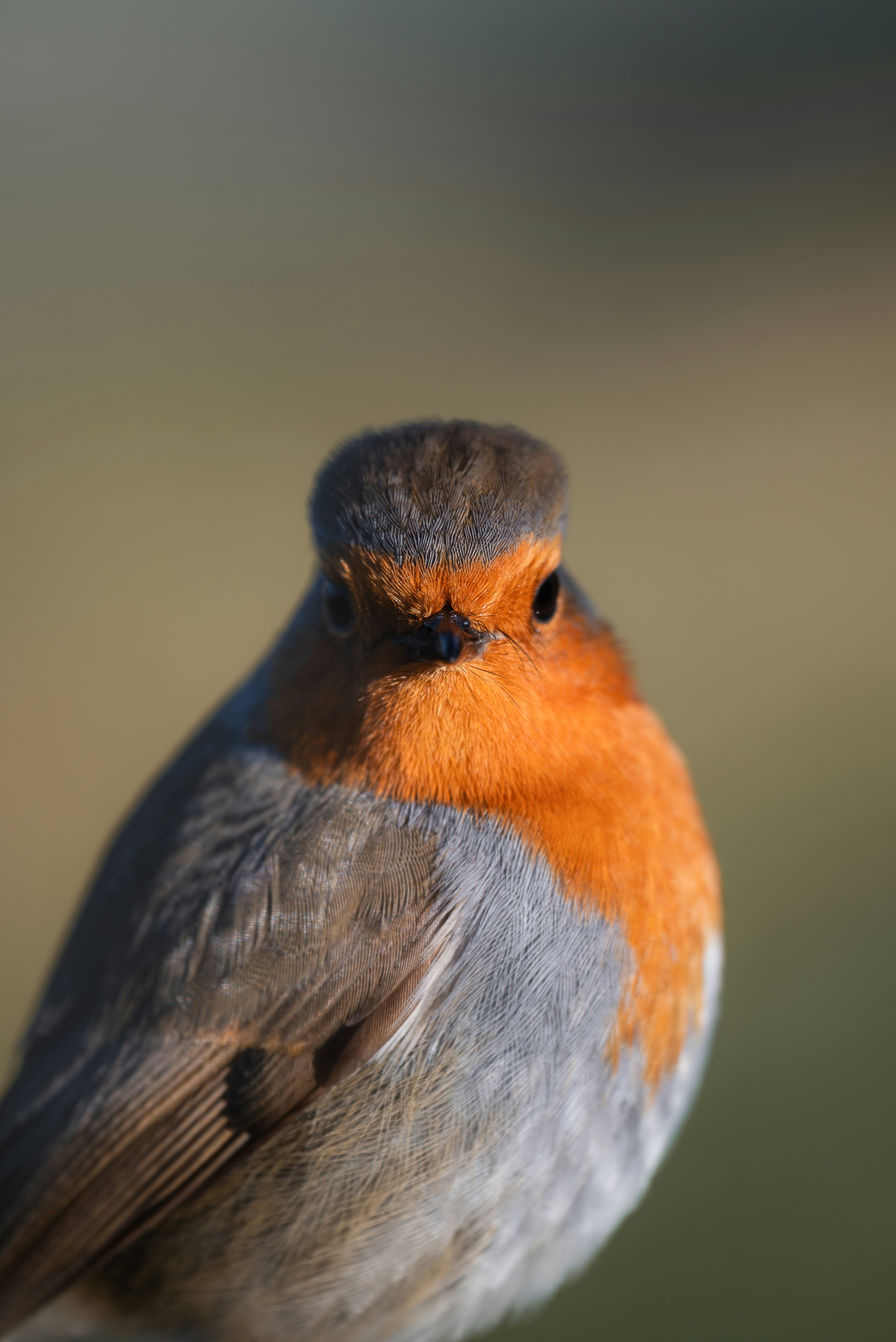 Robin Portrait: Sunlit Chestnut Breast Against Velvet Gray Wings