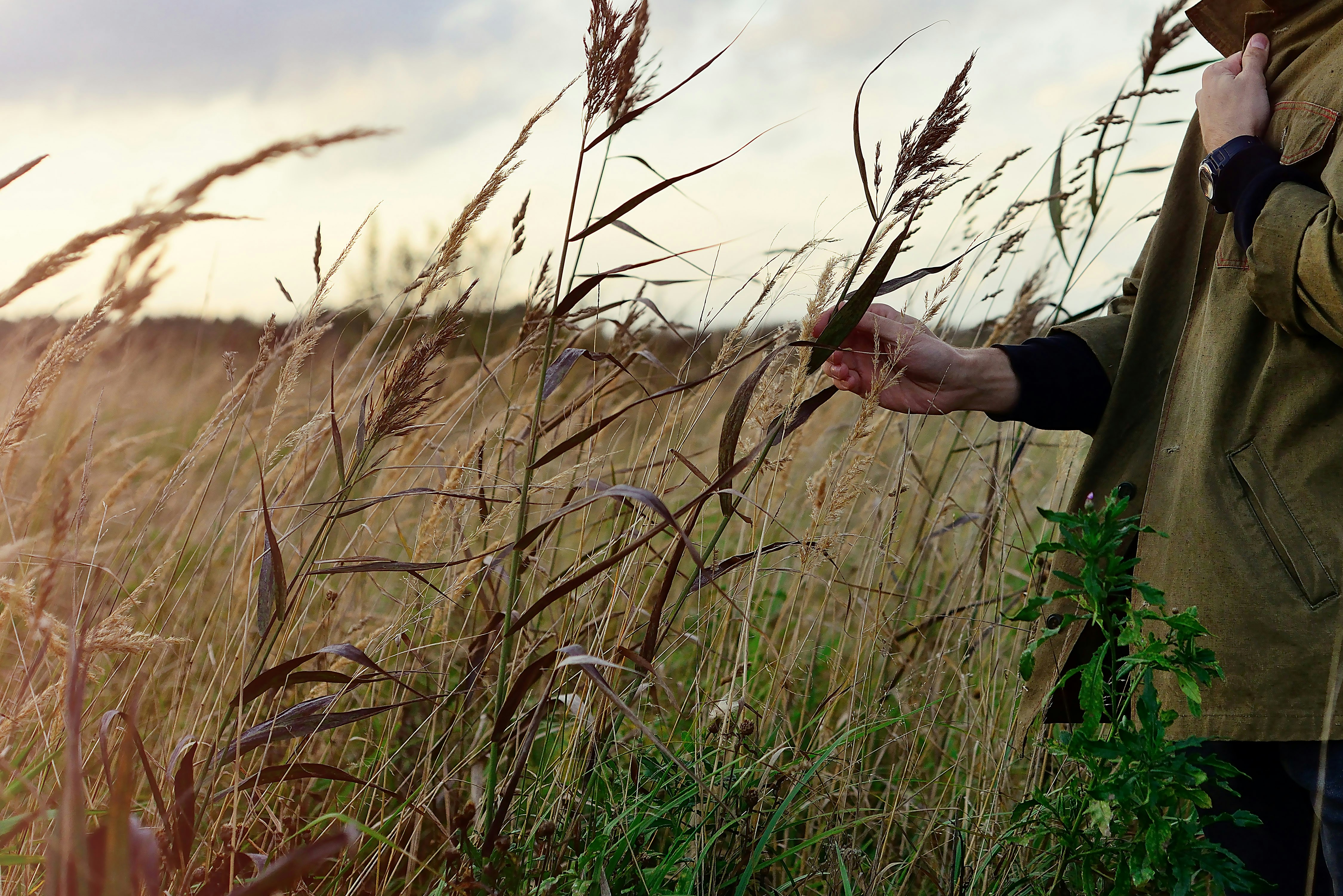 Hand gently holding tall grass in a sunlit field under a cloudy sky.