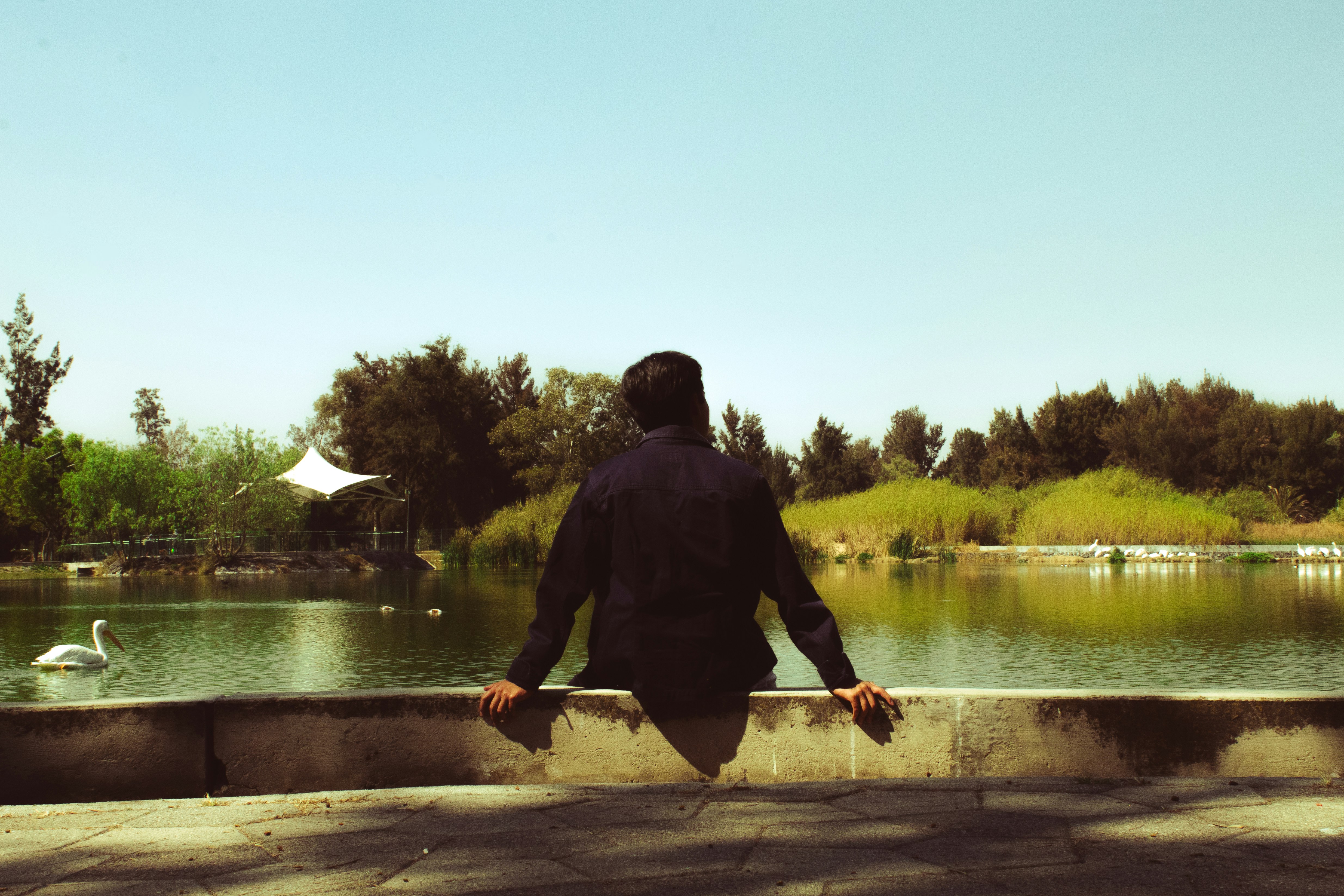 Person seated on a ledge overlooks a serene lake with lush greenery and a swan gliding on the water under a clear sky.