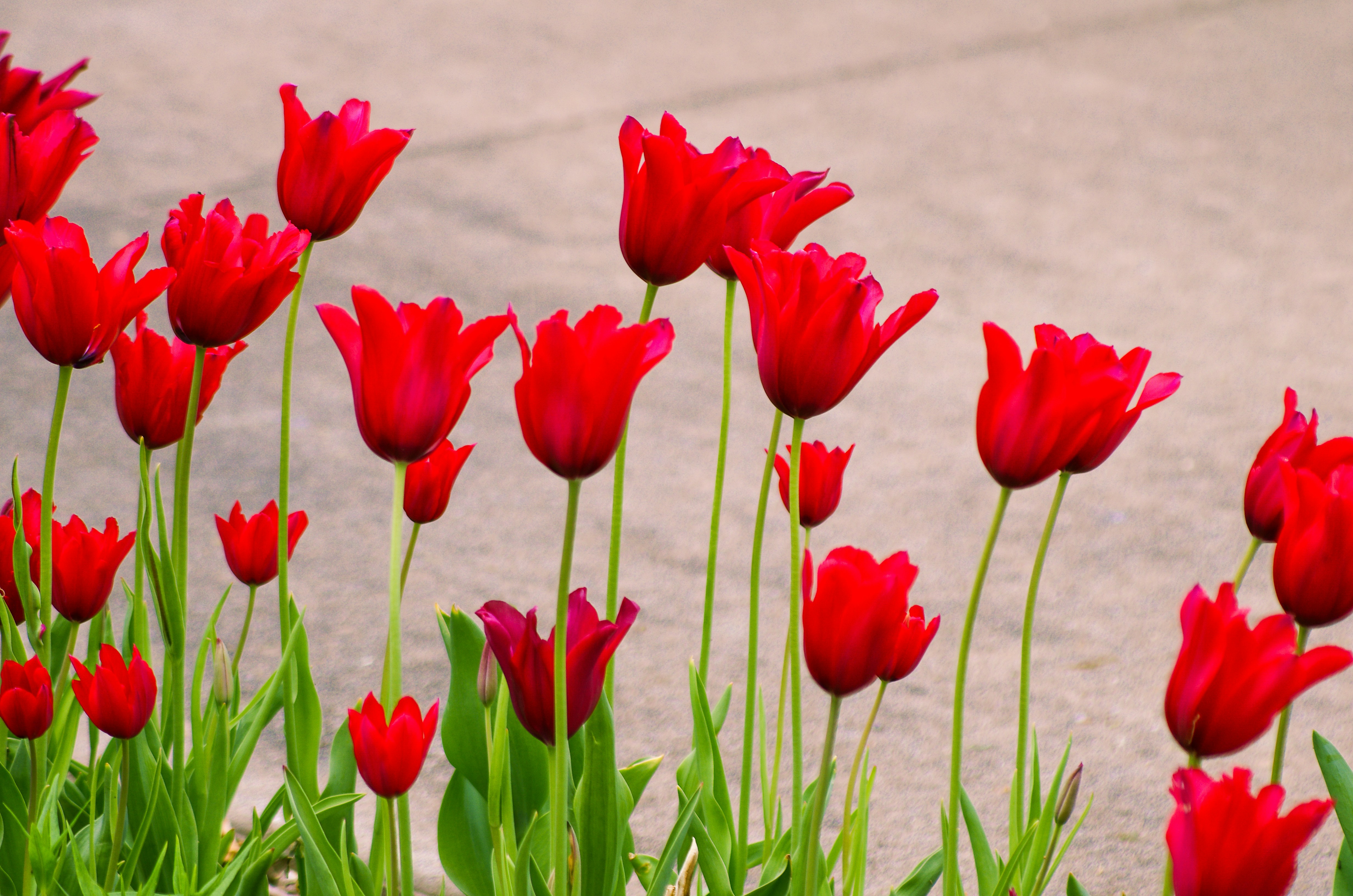 Crimson Tulips Along a Quiet Path