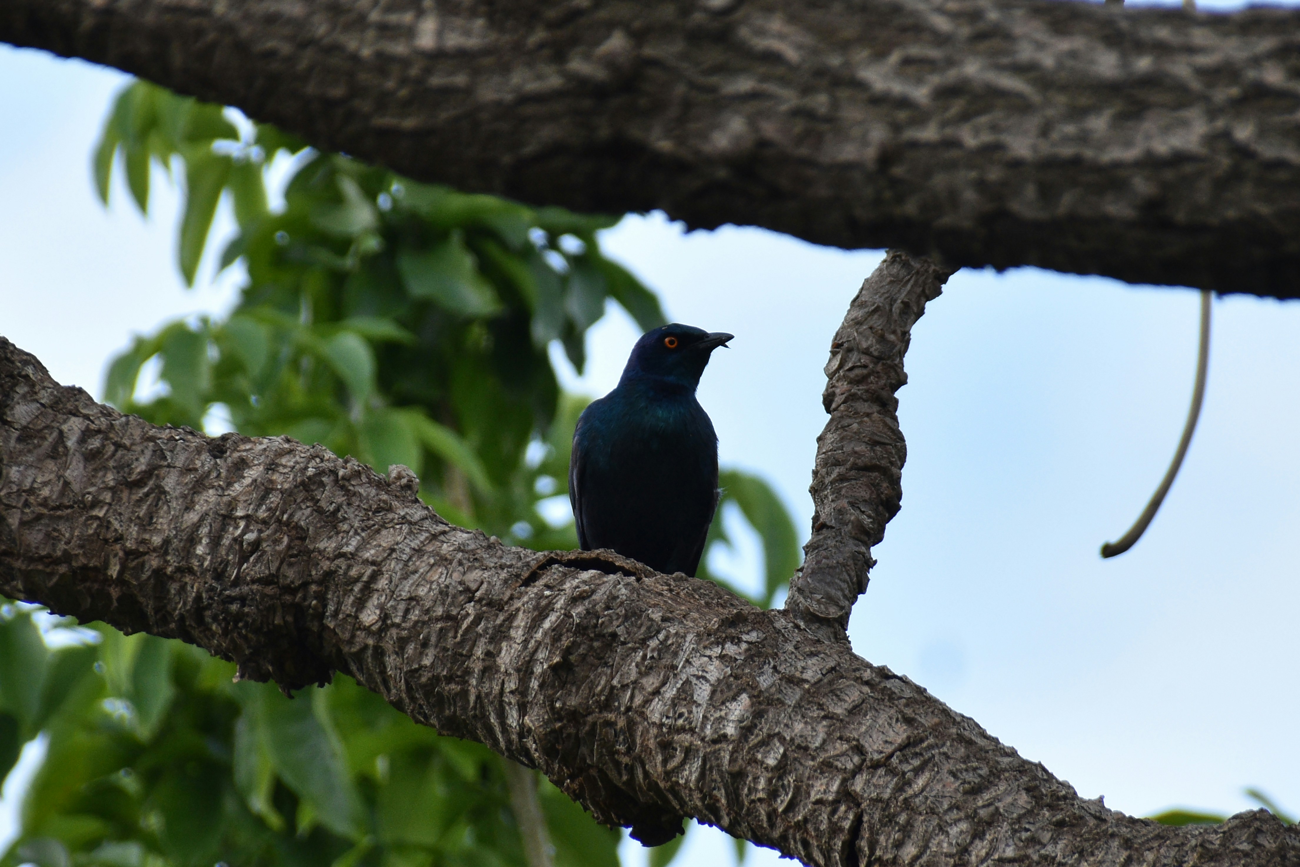 Photo by Ruan Von Ronge with Nikon D3400