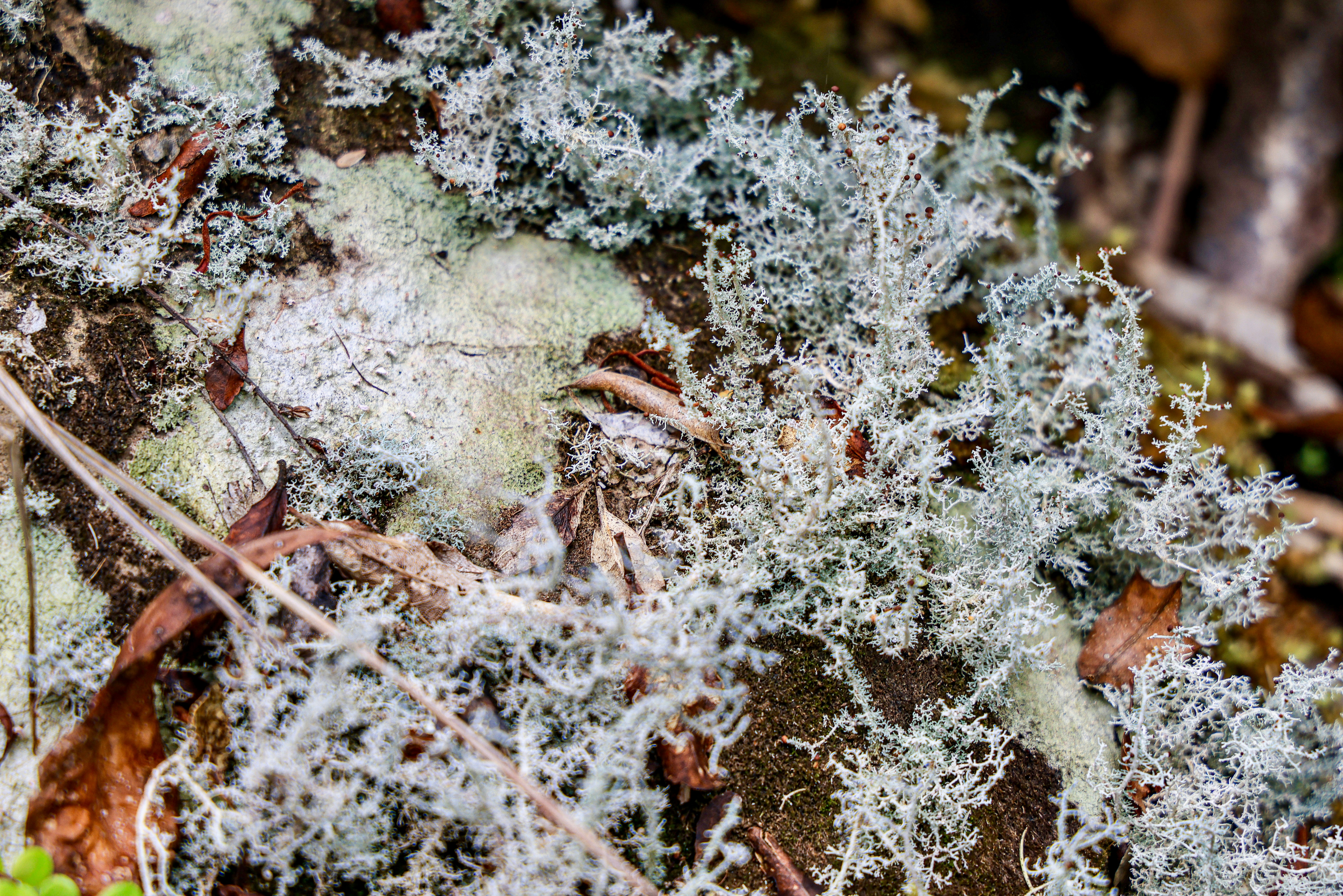 A close up of a patch of moss on the ground photo – Free Nature Image ...
