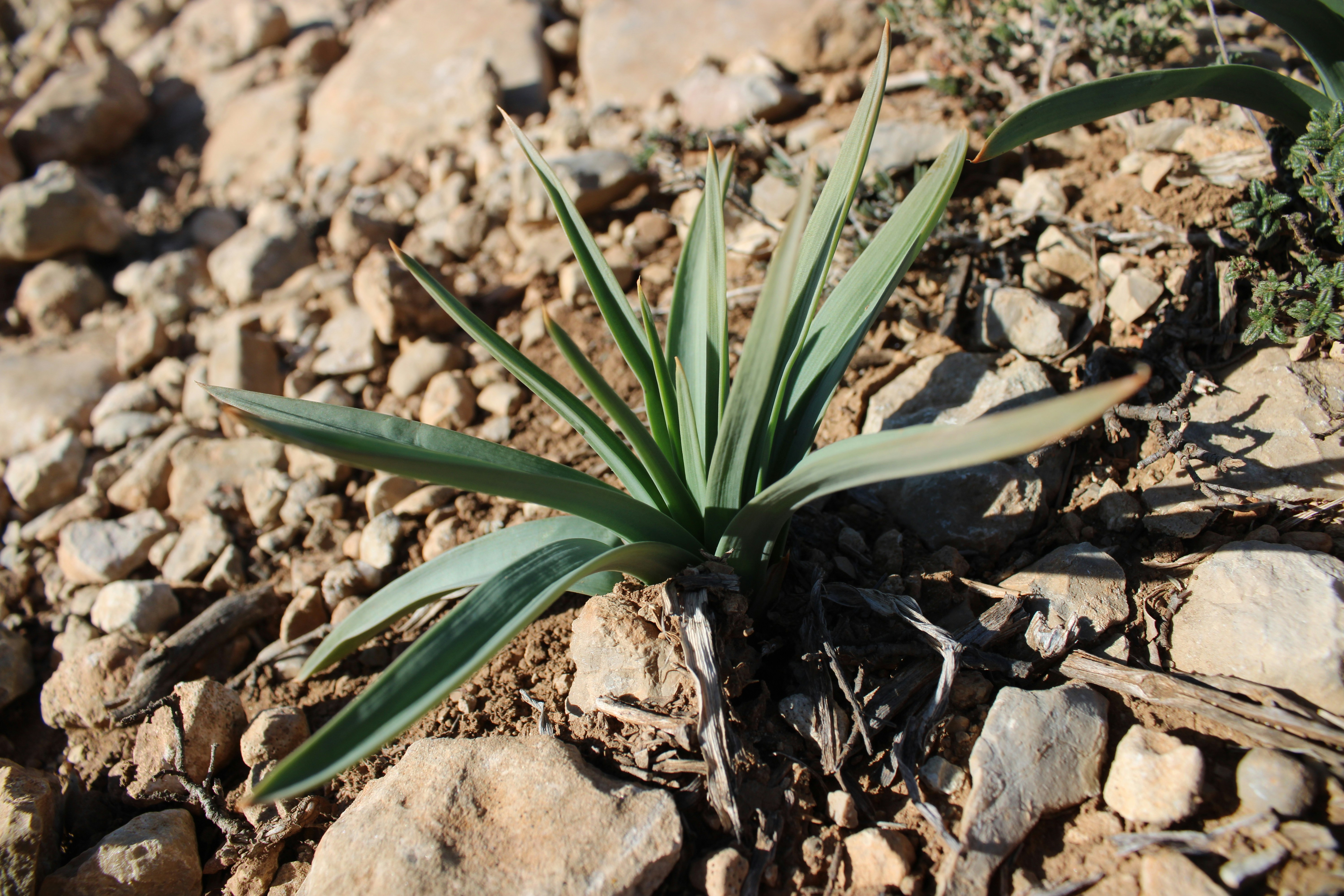 Desert Quill: A lone succulent rises from rocky terrain