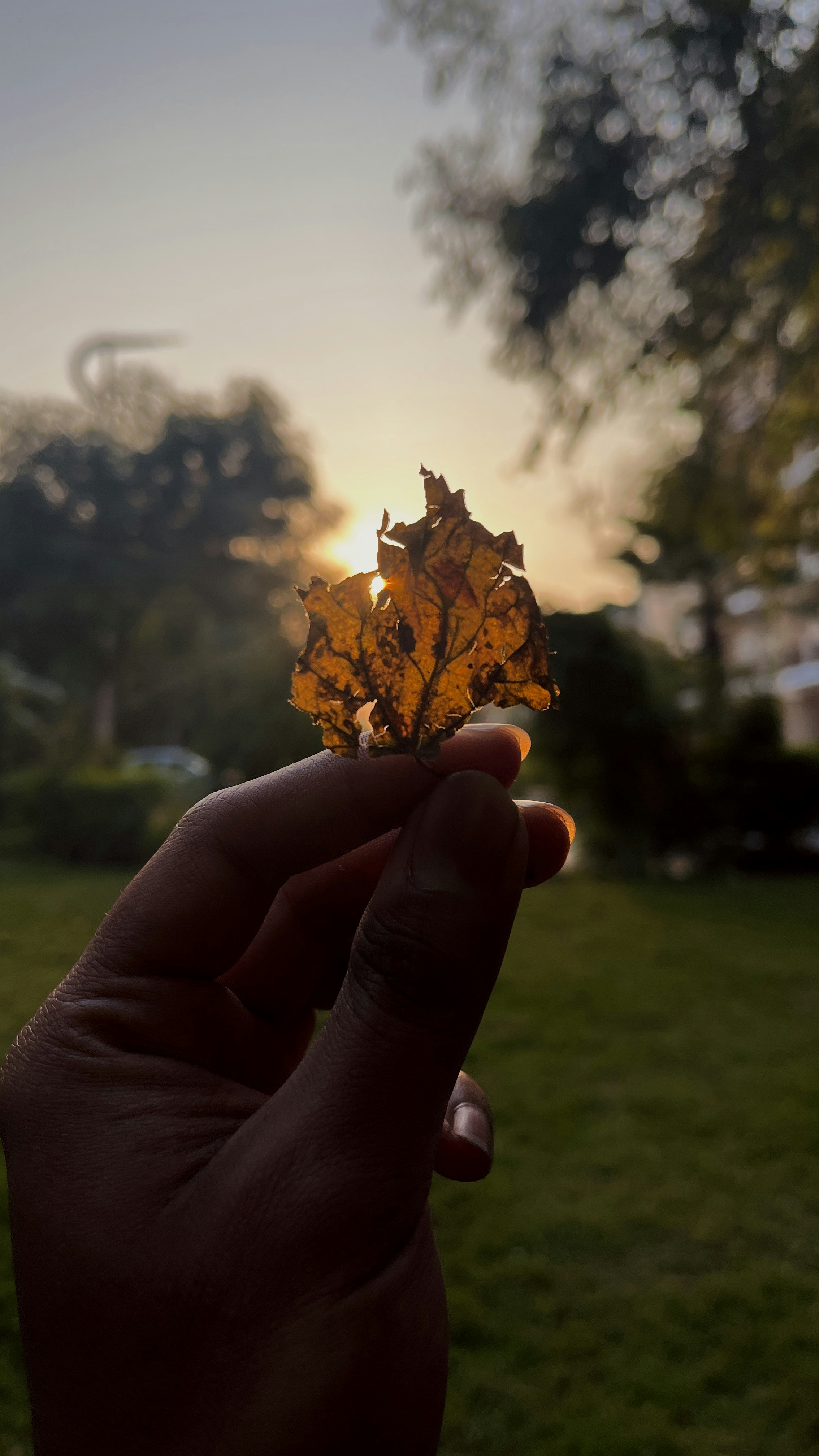 Backlit Autumn Leaf at Dusk: A Quiet Garden Moment