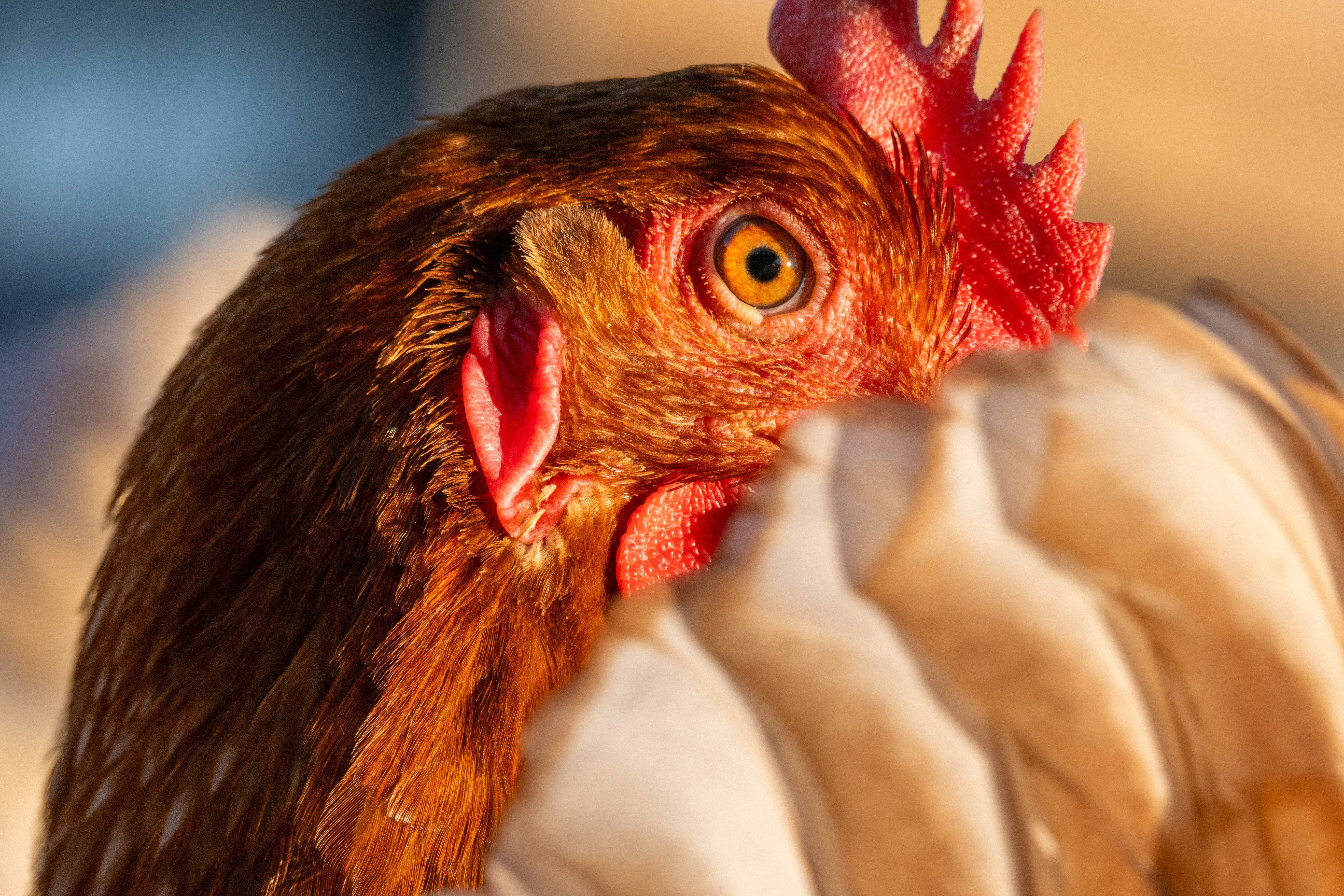 A striking close-up of a hen, captured in warm golden-hour light. The sharp details and rich textures highlight the bird's intense gaze, creating a dynamic and captivating farmyard portrait.