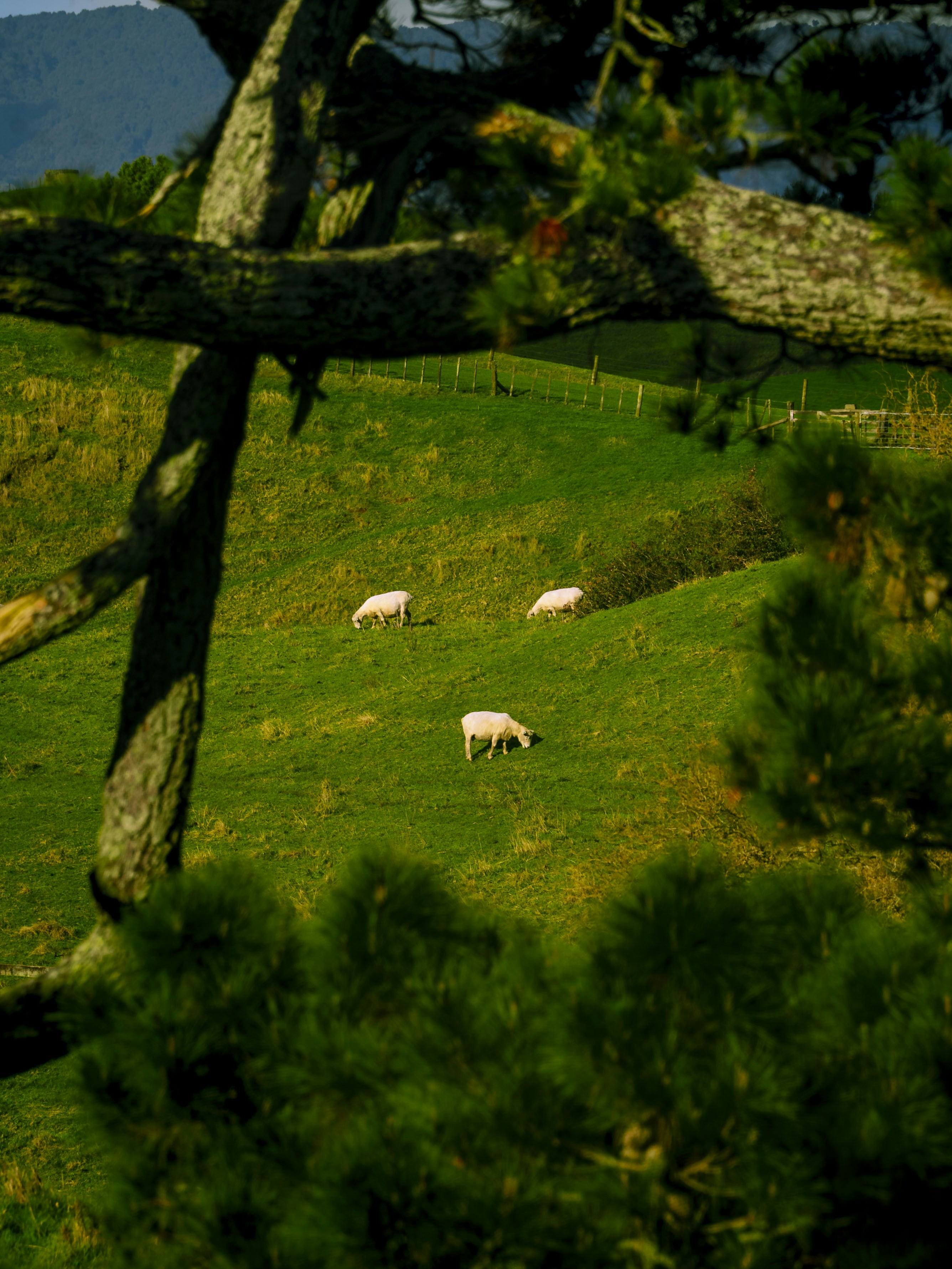 A herd of sheep grazing on a lush green hillside photo – Free Hobbiton ...